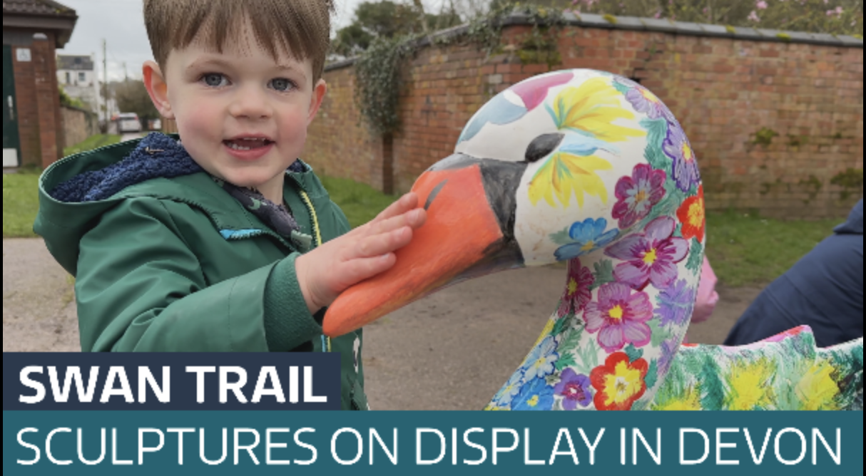 Swan art trail begins in Devon - Latest From ITV News