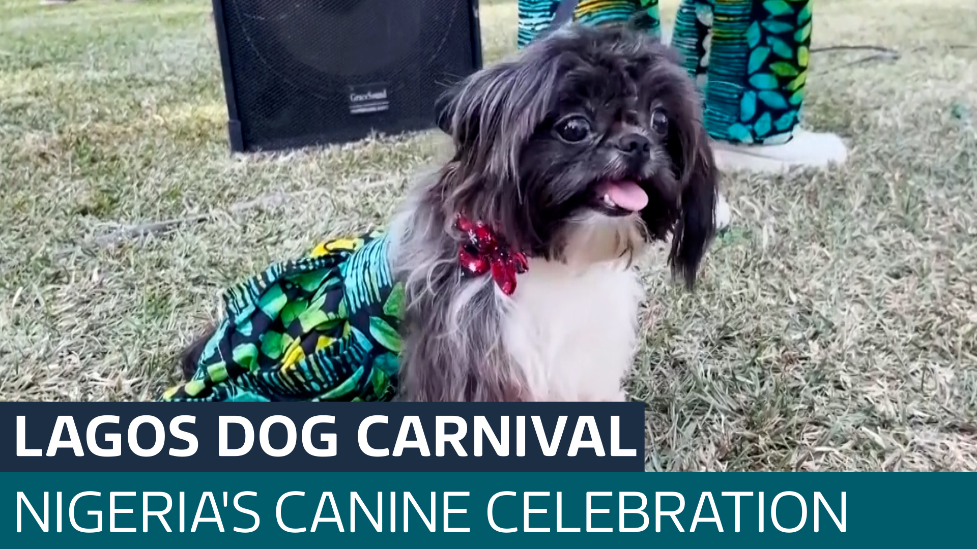 The Lagos Dog Carnival celebrates Nigerian heritage - Latest From ITV News