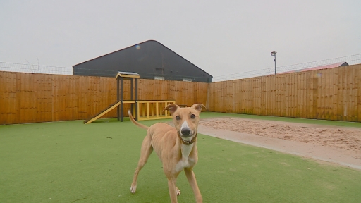 32% rise in people wanting to rehome dogs in the last year | ITV News ...