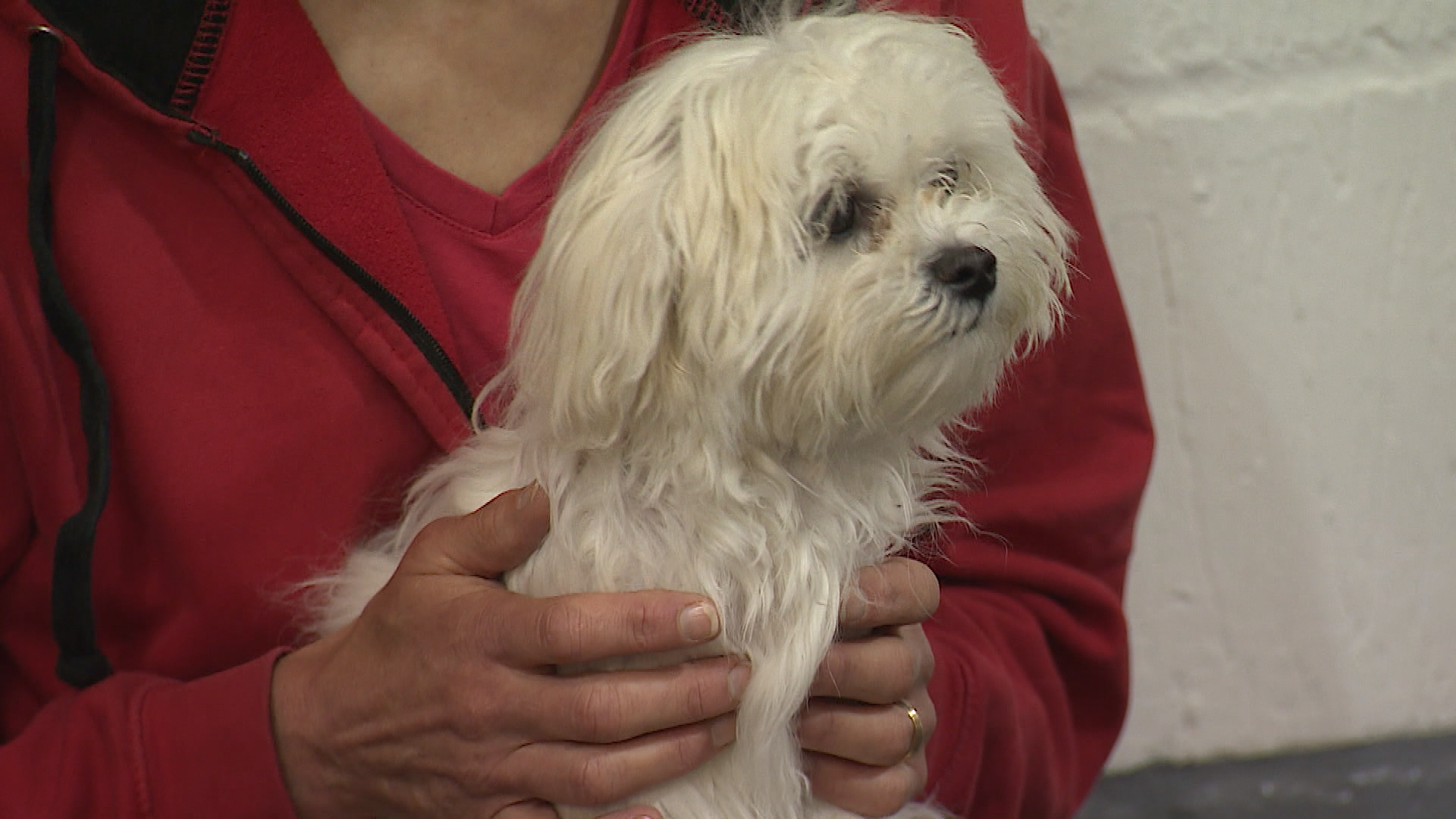 The Dogs Trust warning of surge in abandoned pets because of ...