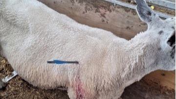 Police appeal for information after sheep shot with crossbow at ...