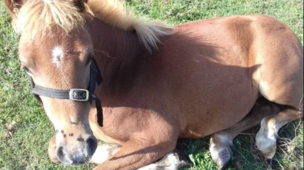 Family heartbroken after pony 'chased to death by loose dog' in field ...