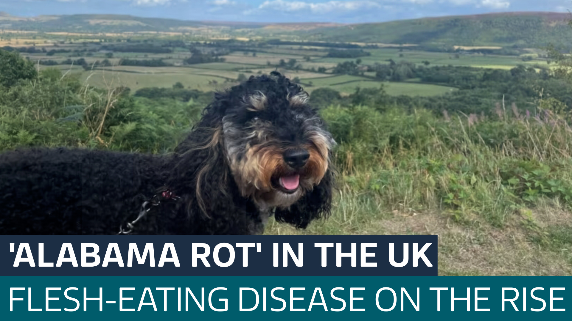 Warning to dog owners after surge in flesh-eating 'Alabama rot' cases ...