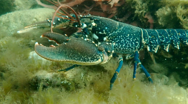 Watch: Snorkeling in Europe's biggest chalk reef in North Norfolk | ITV ...