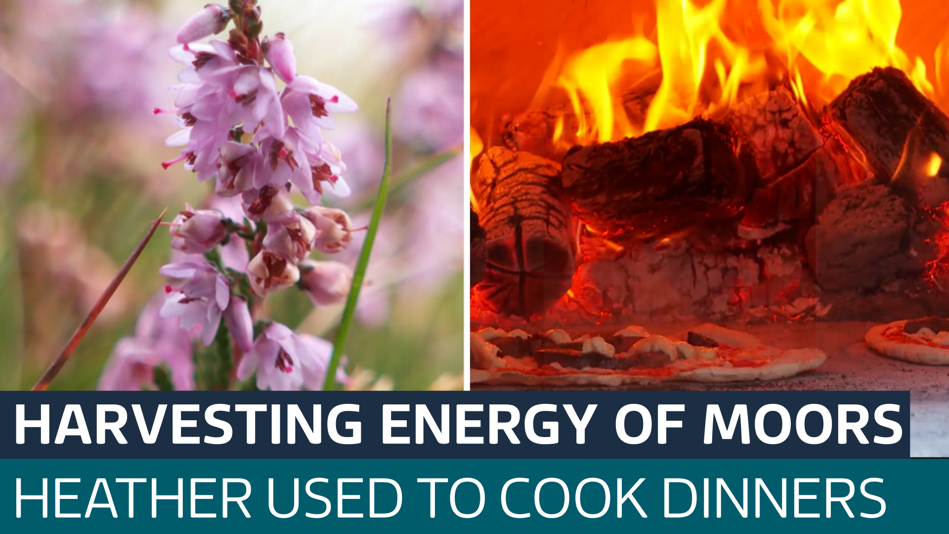 Heather harvested and used as fuel in pizza oven rather than being ...
