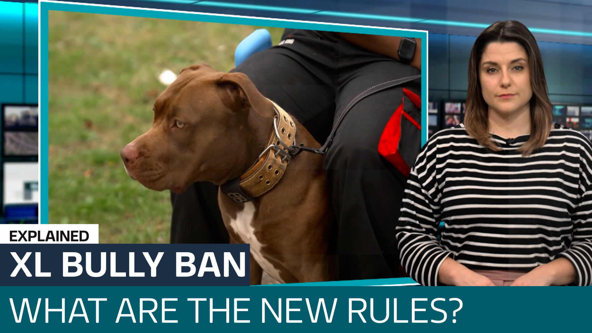 Everything you need to know about the new XL Bully rules - Latest From ...