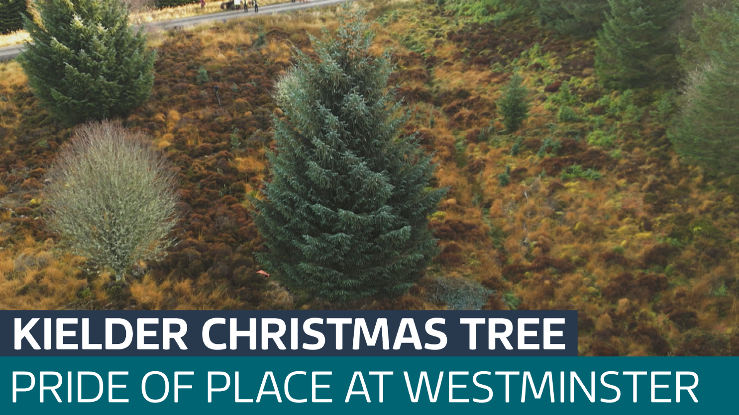 Kielder Christmas tree begins 330-mile journey to Westminster for ...
