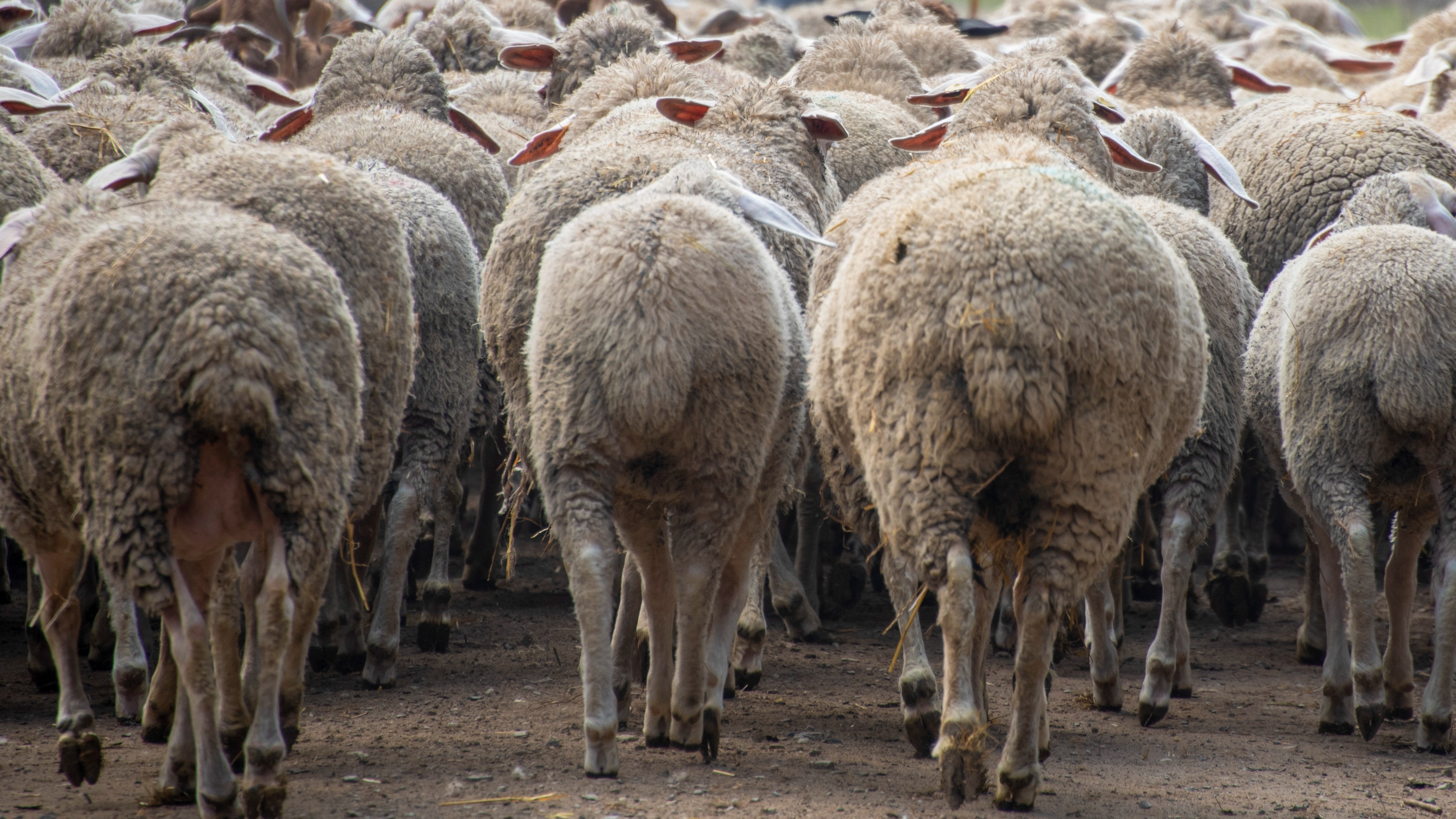 64 sheep worth tens of thousands of pounds stolen from North Yorkshire ...