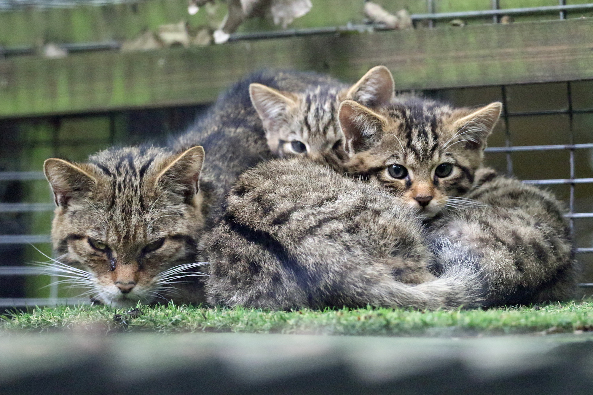 Wildcats to be reintroduced to British woodlands for the first time in ...