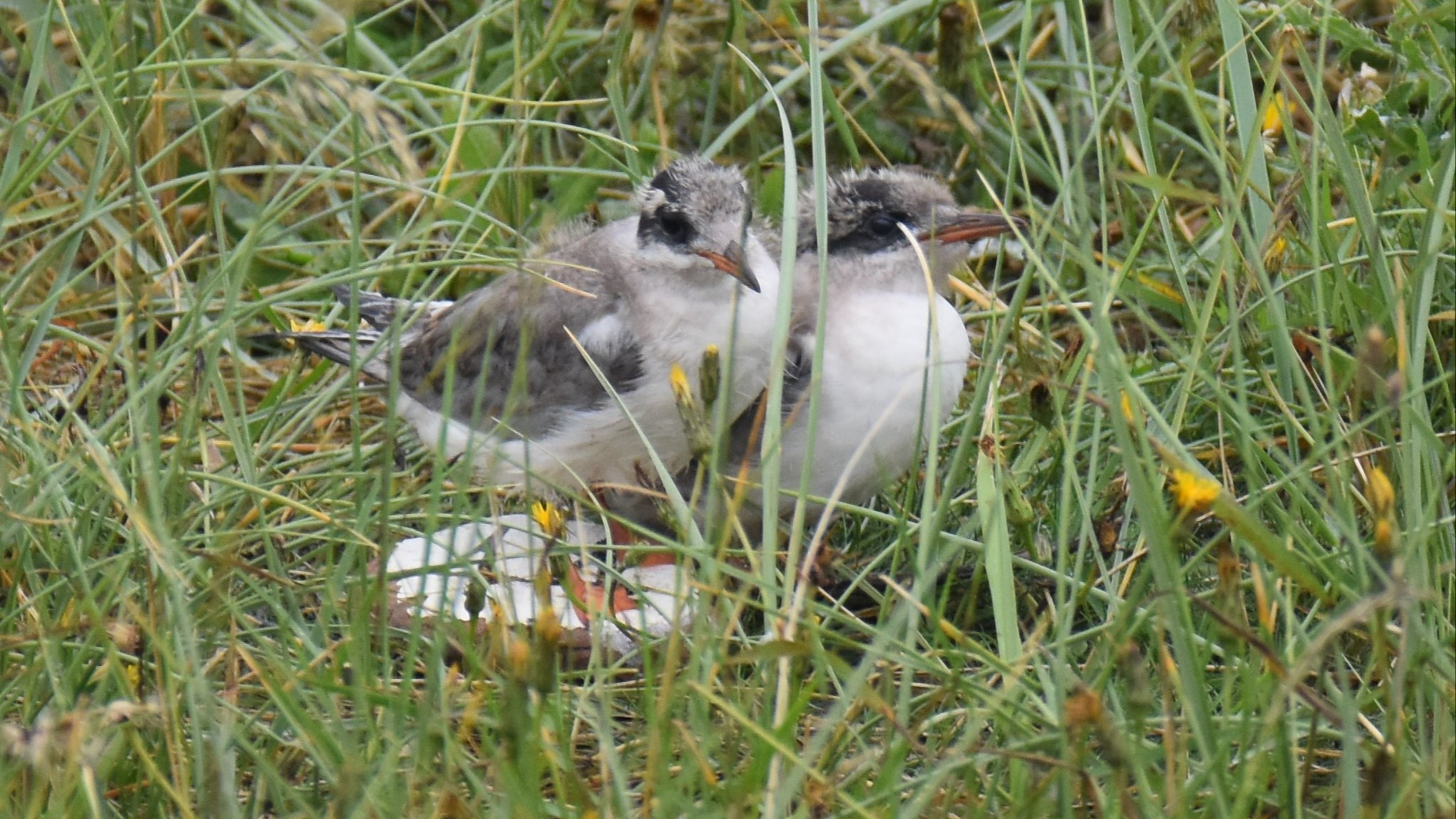 Bird flu: Hundreds of dead Arctic tern chicks found at Long Nanny ...