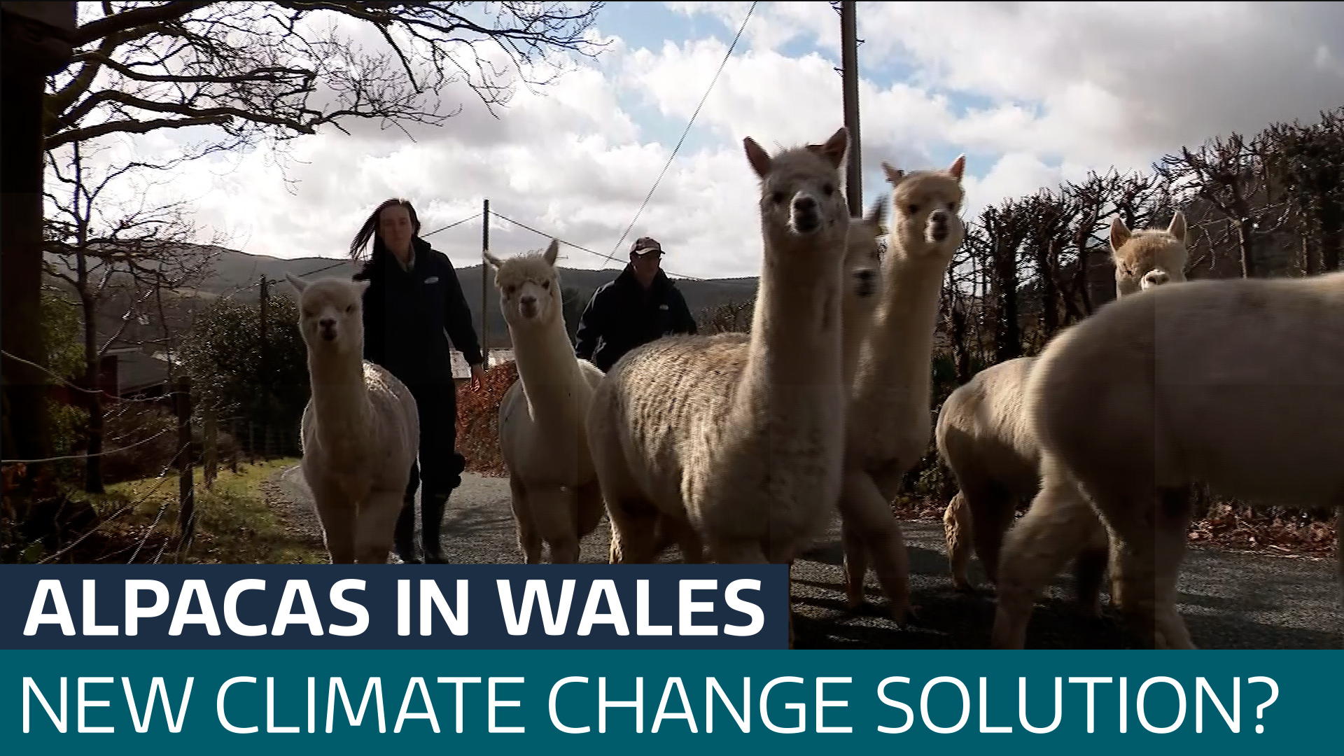 How alpacas could help Welsh farmers tackle climate change - Latest ...