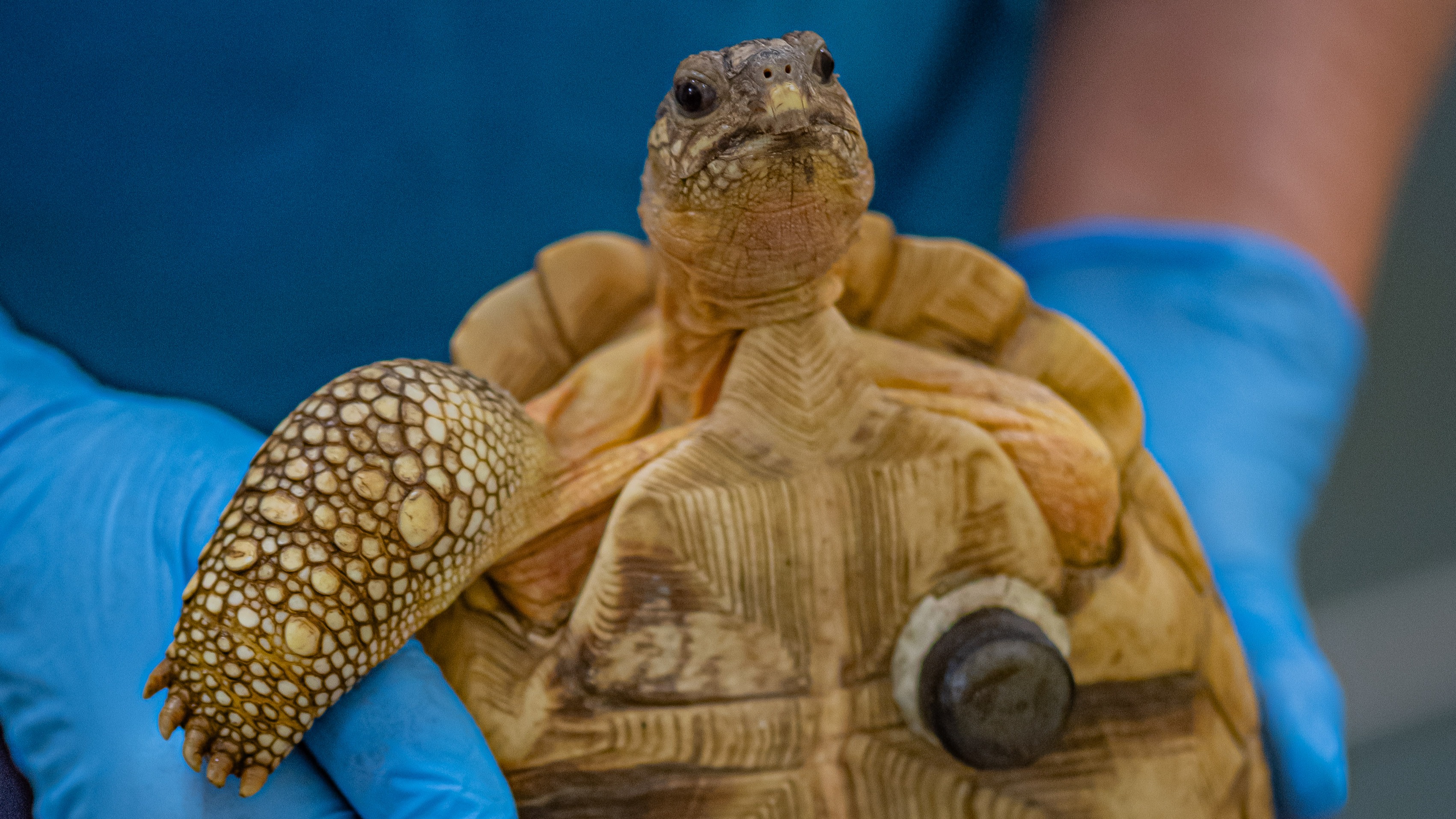 three legged tortoise