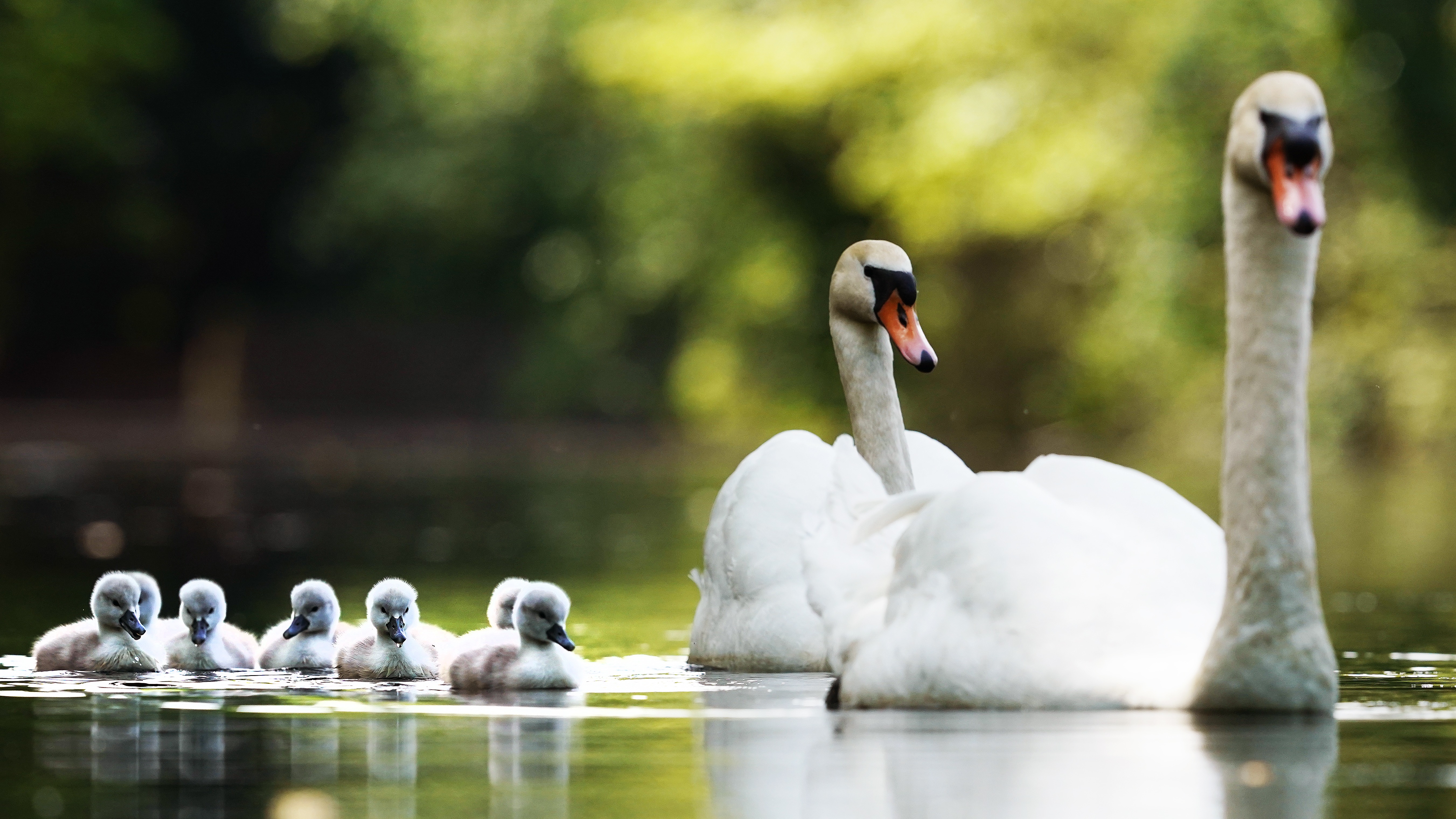 Pair of mating swans attacked at Ulley Reservoir in Rotherham | ITV ...