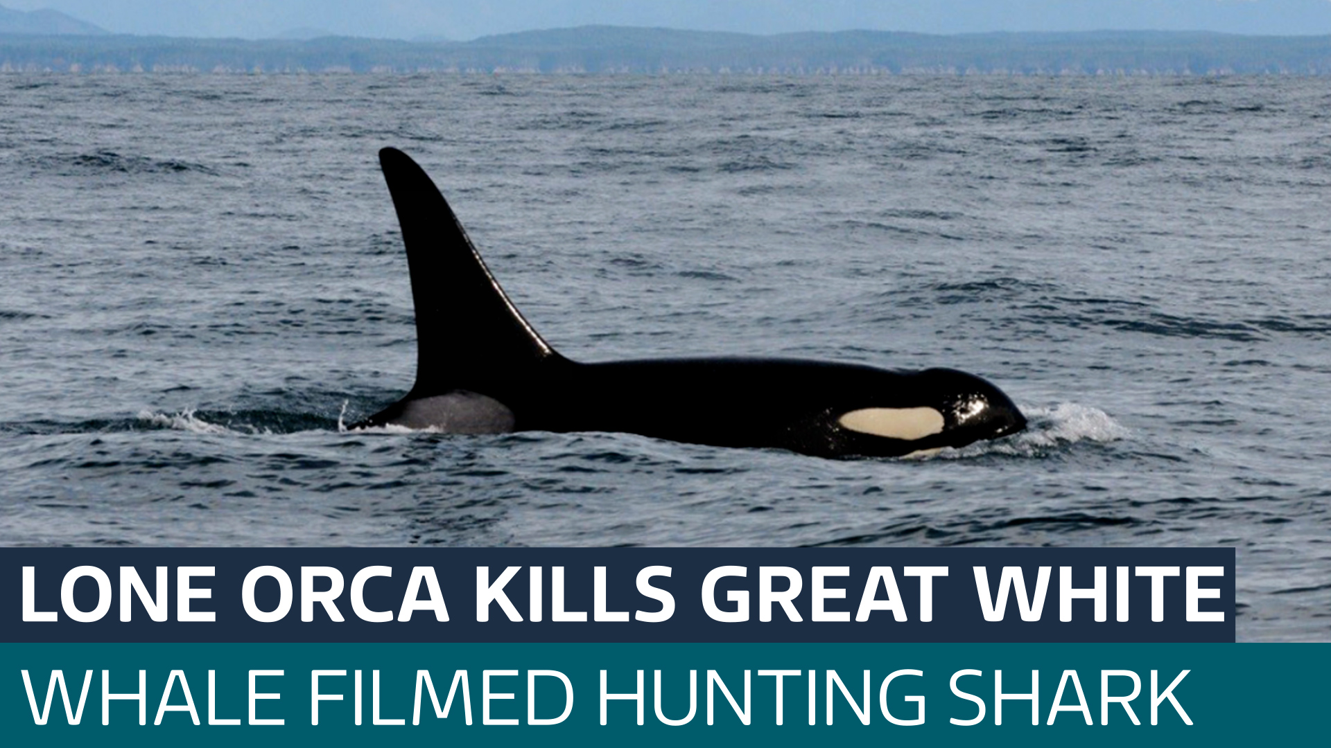 Killer Whale Vs Great White Lone Orca Filmed Hunting Shark Latest
