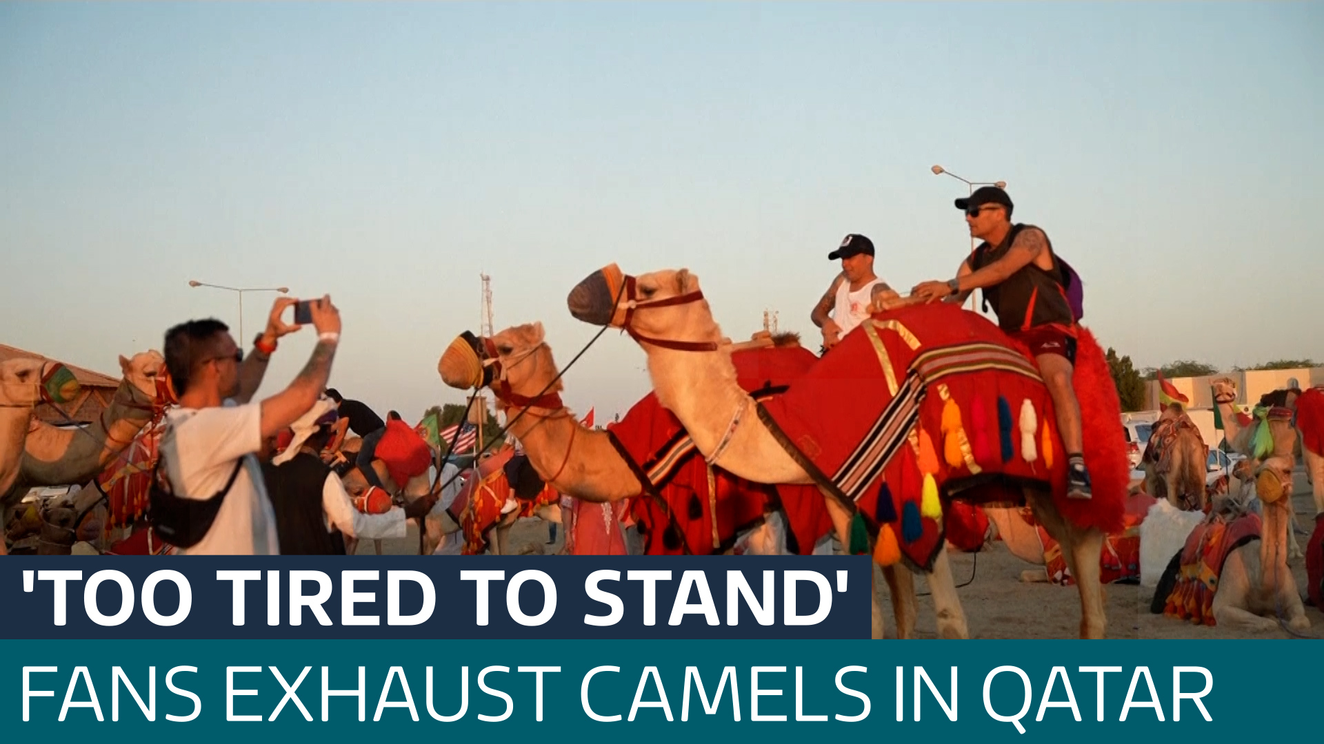 Qatari camels 'too tired to stand' after influx of travelling World Cup ...