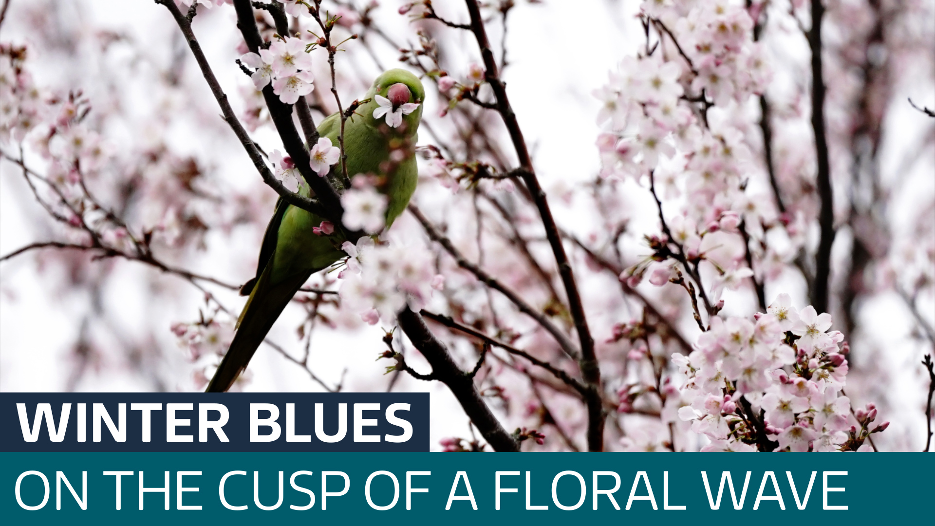 Why the recent and repeated cold snaps are causing late bloomers ...