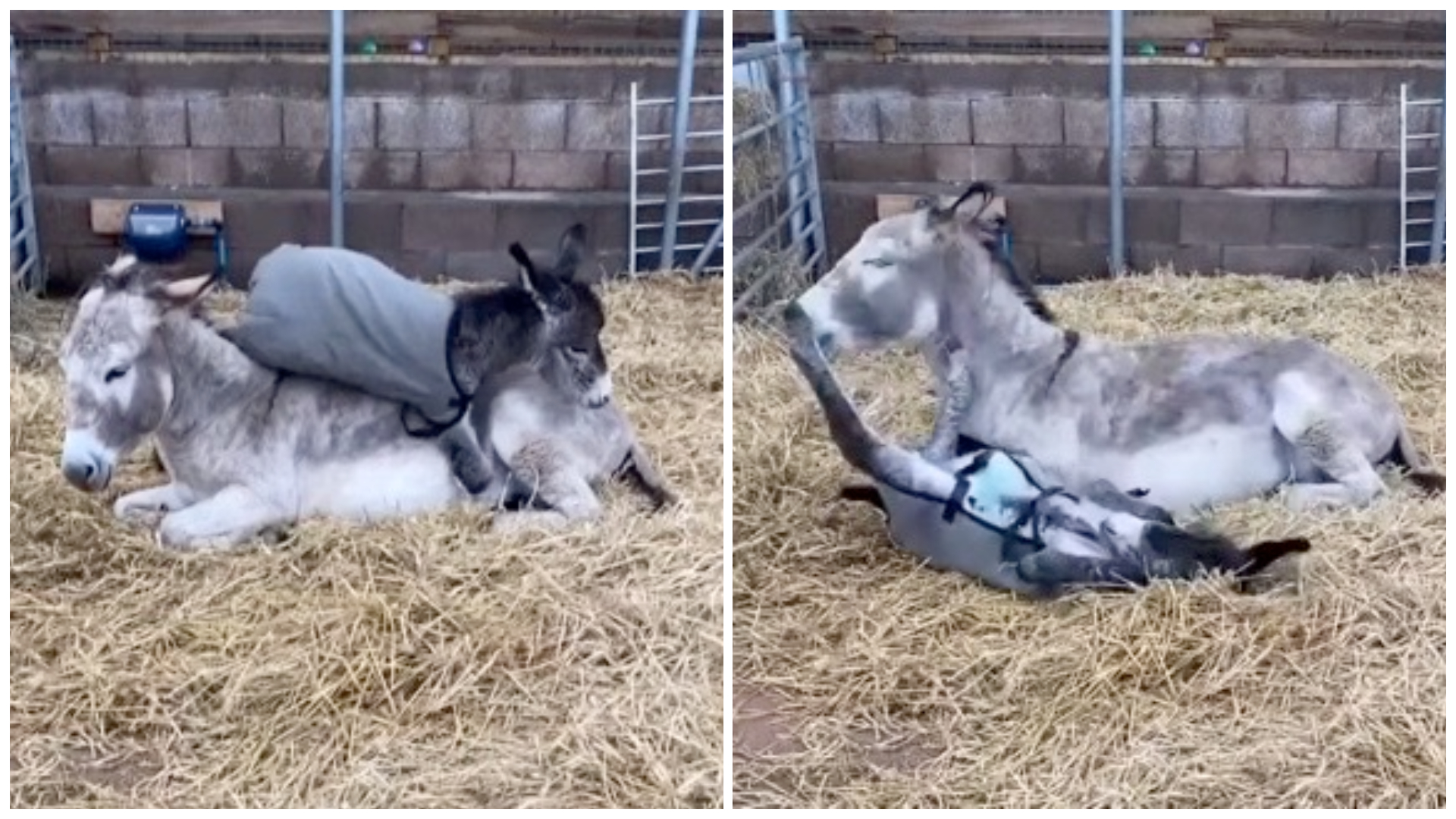 Viral video of donkey doing roly poly helps Dumfries business recover ...