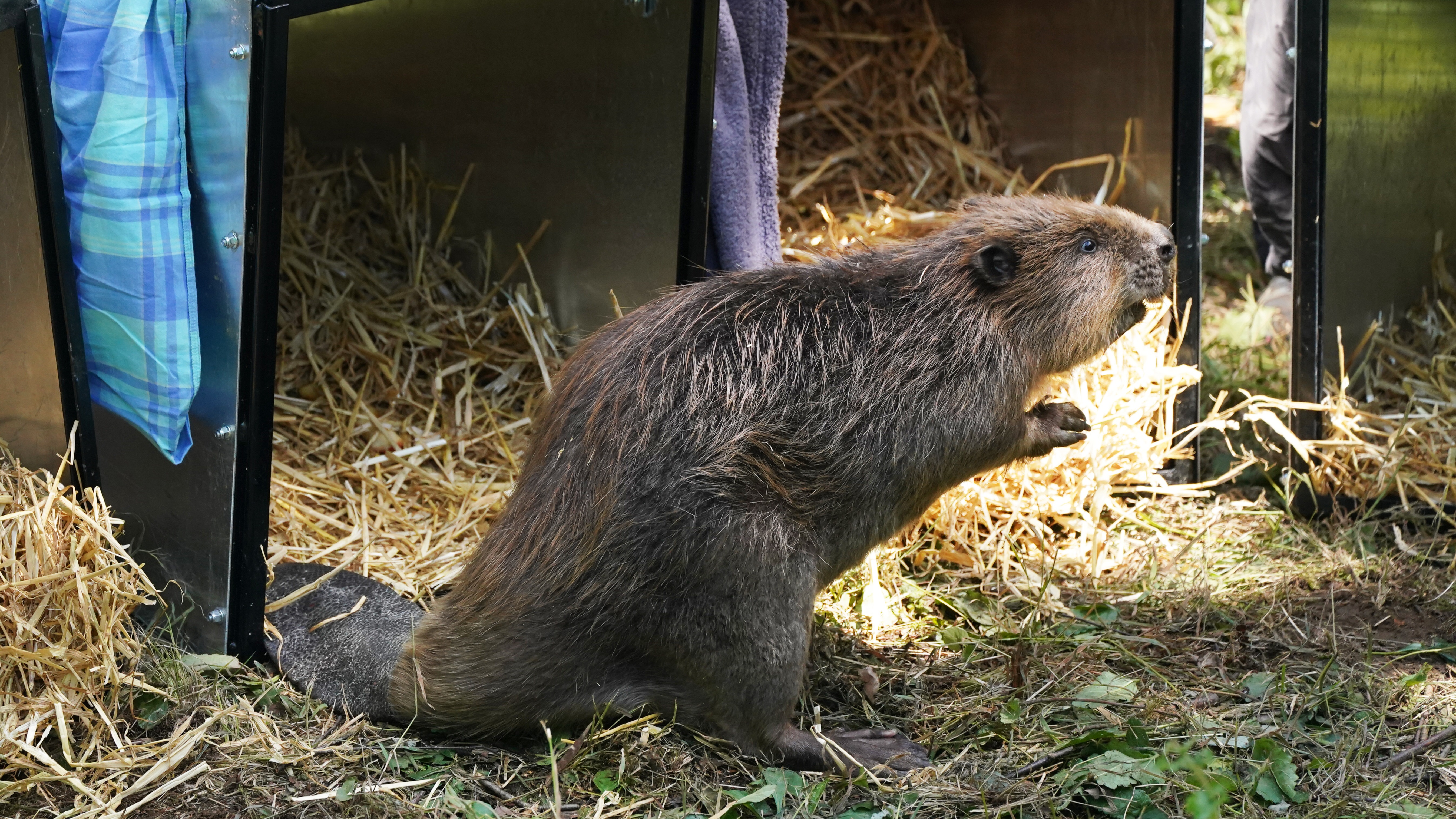 Beavers reintroduced in Northumberland to help mitigate effects of ...