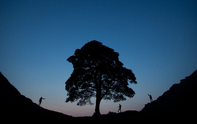 Sycamore Gap: What's next for famous Robin Hood tree after being felled ...