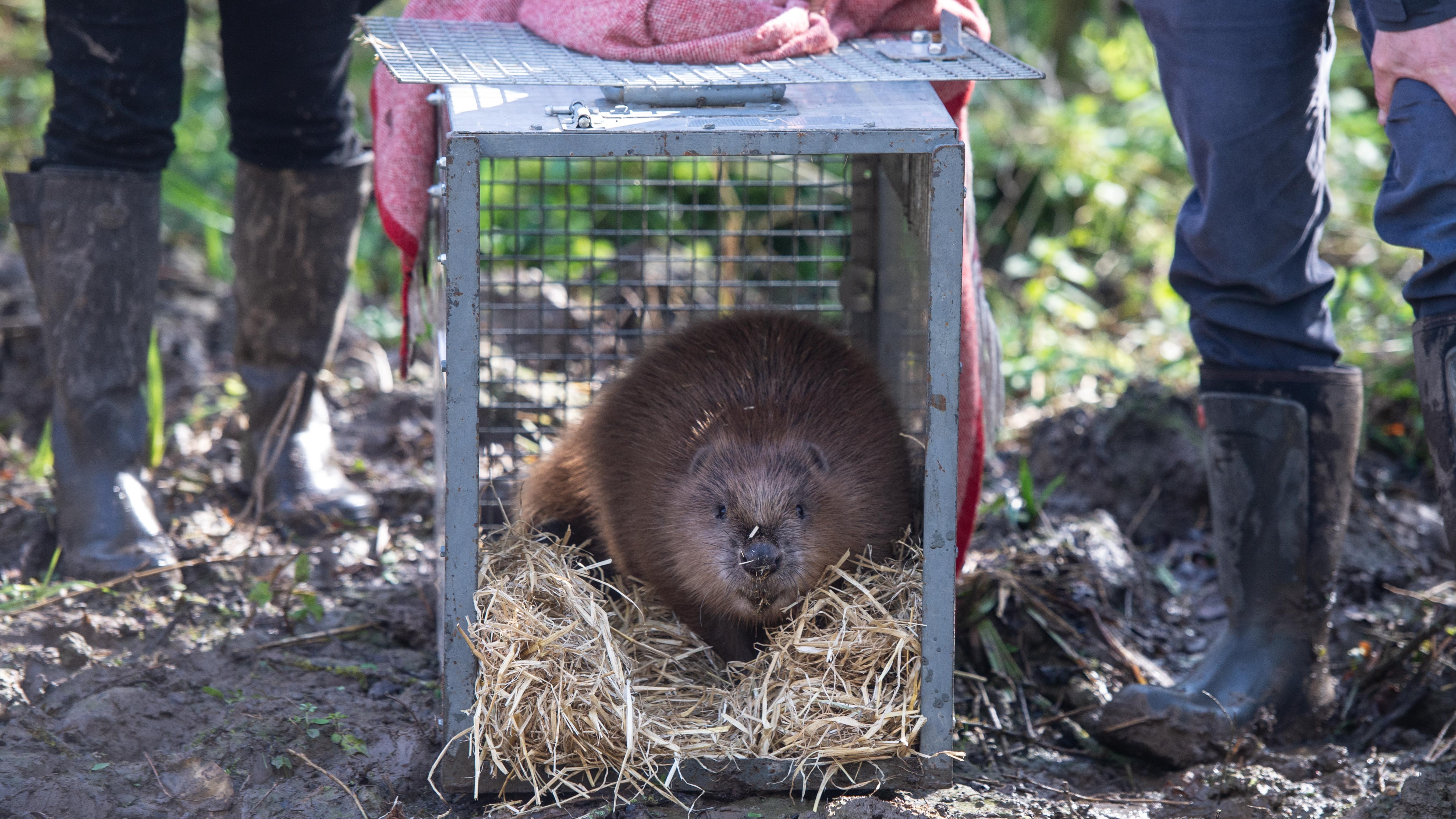Beavers make a splash with return to London after more than four ...