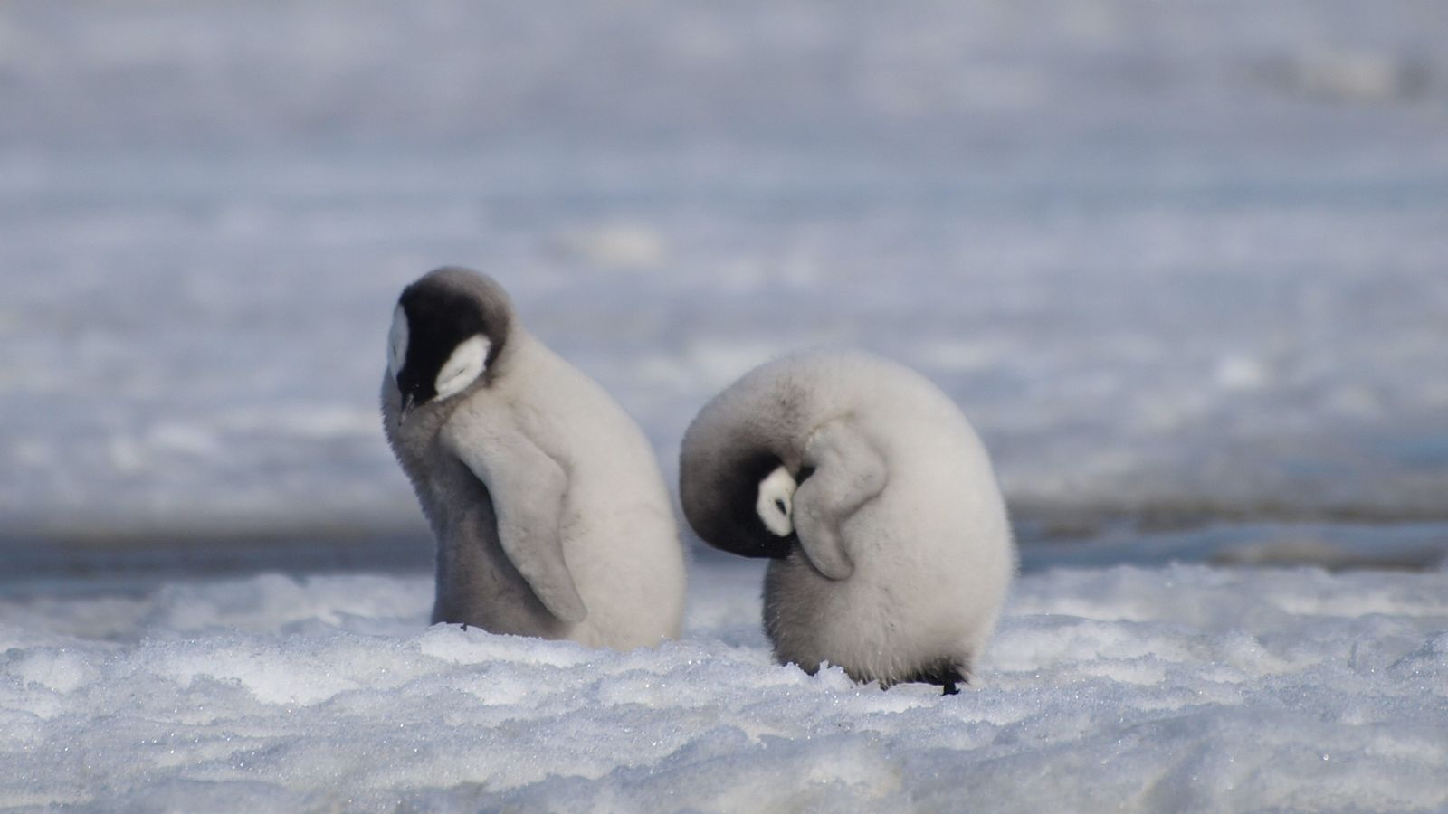 New emperor penguin colony in Antarctica discovered from space as ... New emperor penguin colony in Antarctica discovered from space as ...