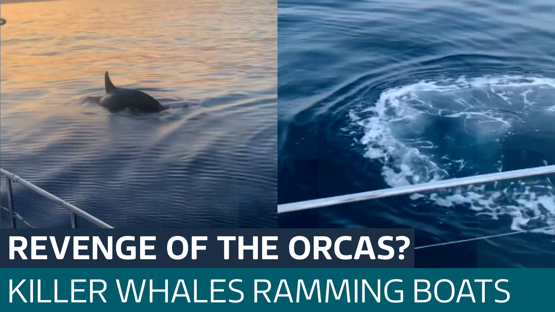 Why a group of orcas have learned to ram yachts off Gibralter - Latest ...