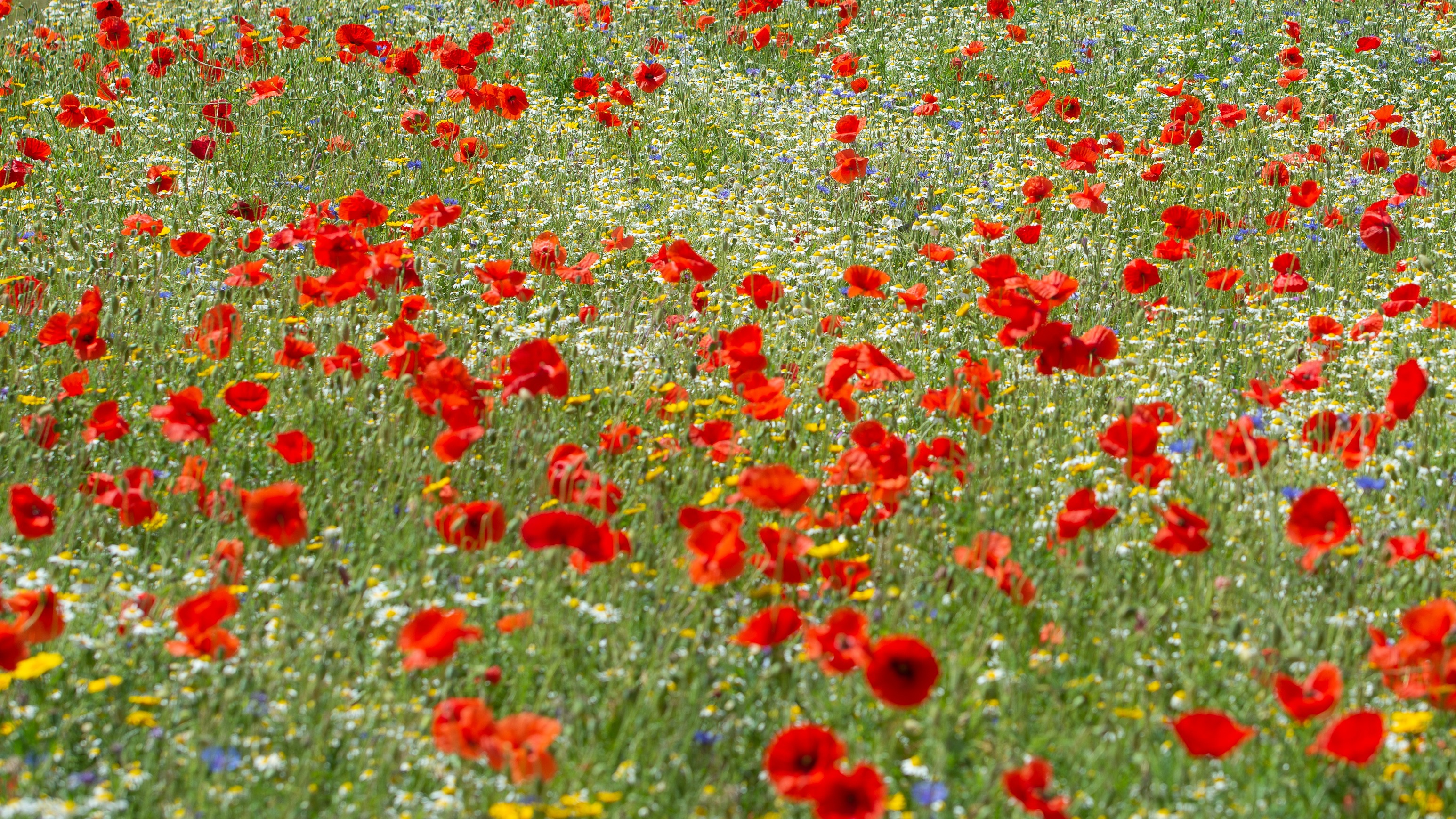 Ambitious project aims to return huge swathes of East Anglia back to ...