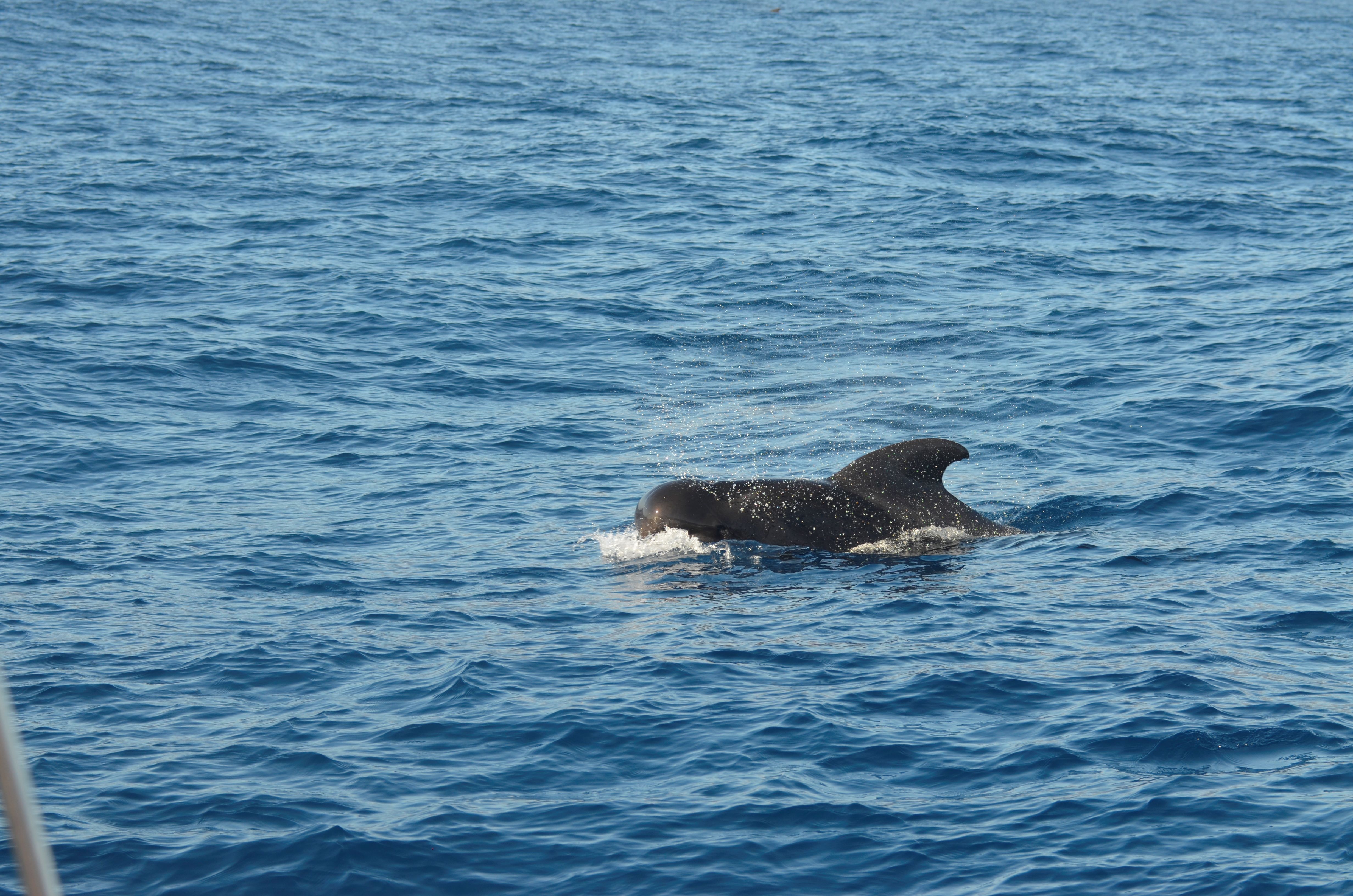 Pilot whale stranding shows impact of climate change, say scientists ...