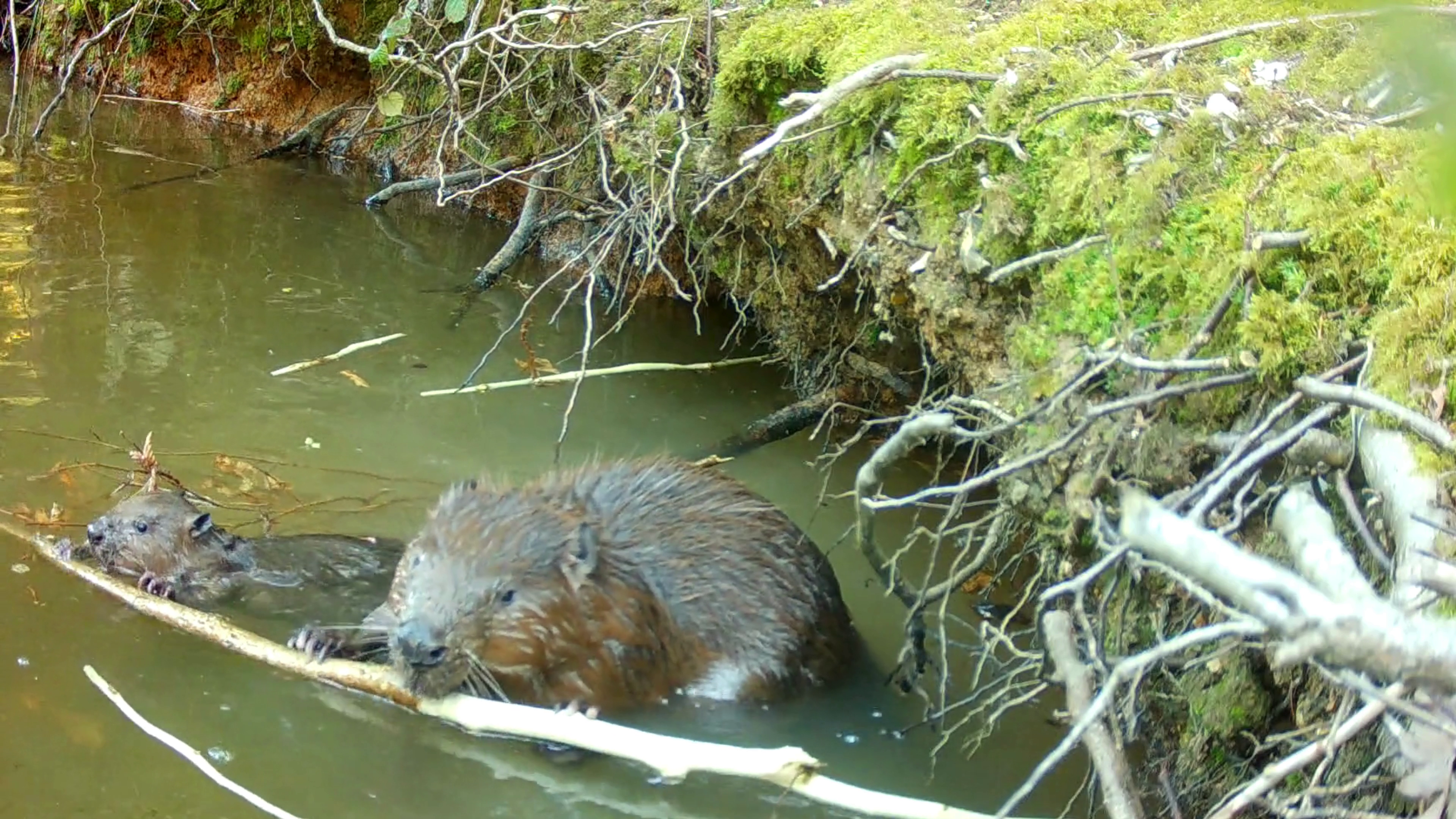 Baby beavers spotted in Hampshire for first time in 400 years | ITV ...