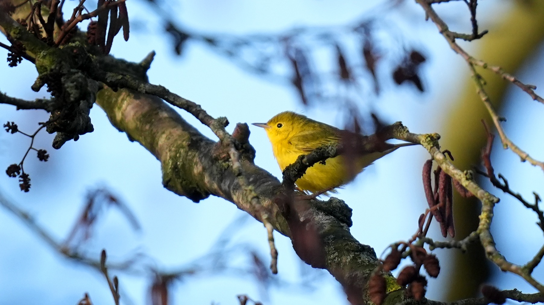 Birdwatchers flock to Kent to see 'extremely rare visitor' from North ...