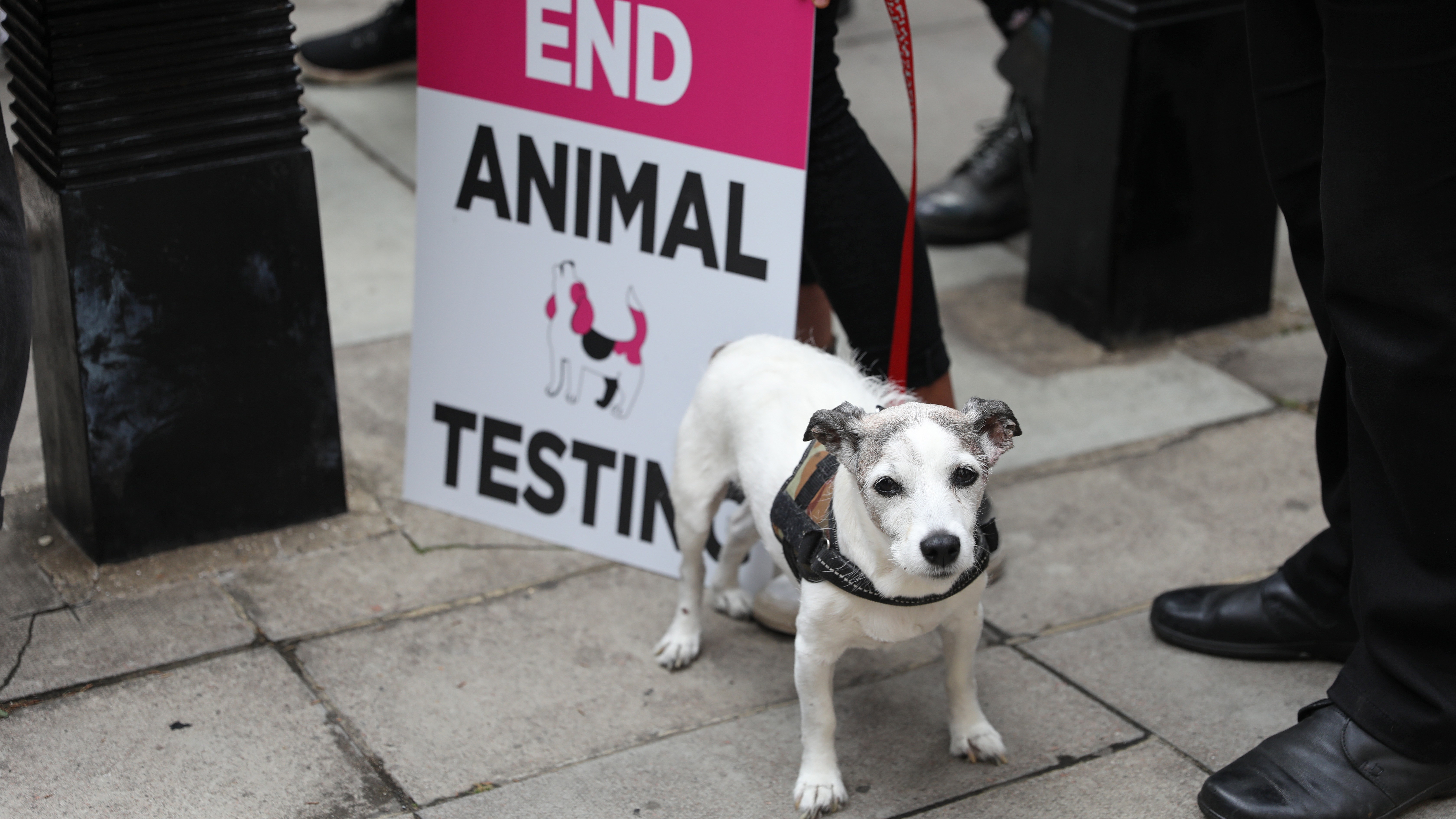Animal testing licences for cosmetics ingredients banned by government ...