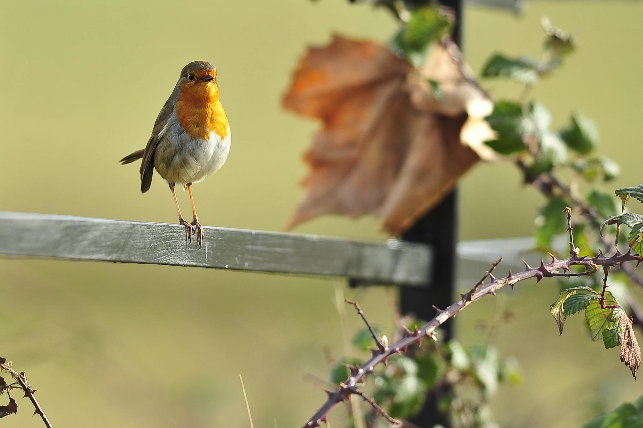 Being around birds ‘linked to mental wellbeing boost’ | ITV News