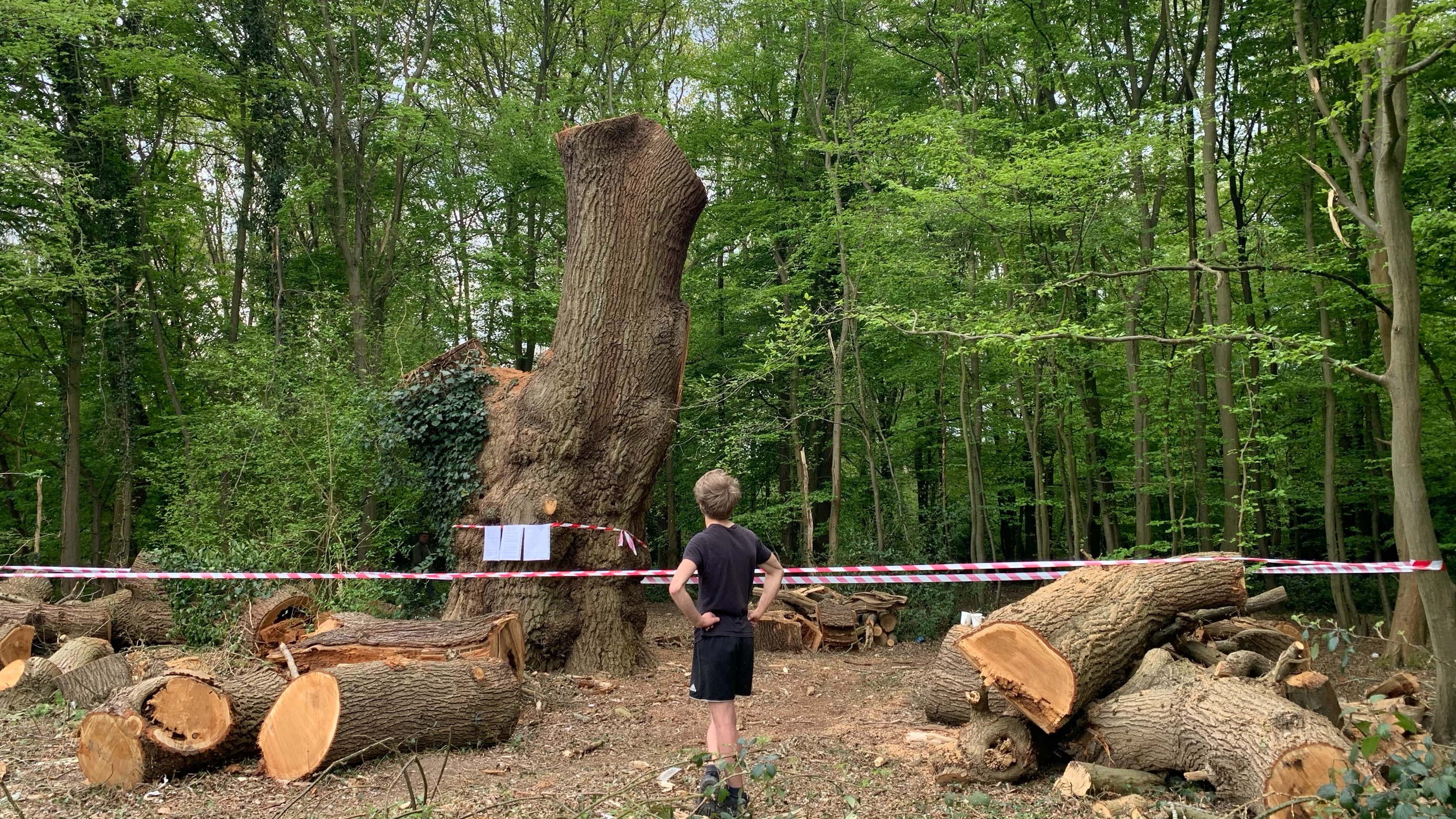 Toby Carvery under fire after chopping down centuries-old tree in north ...