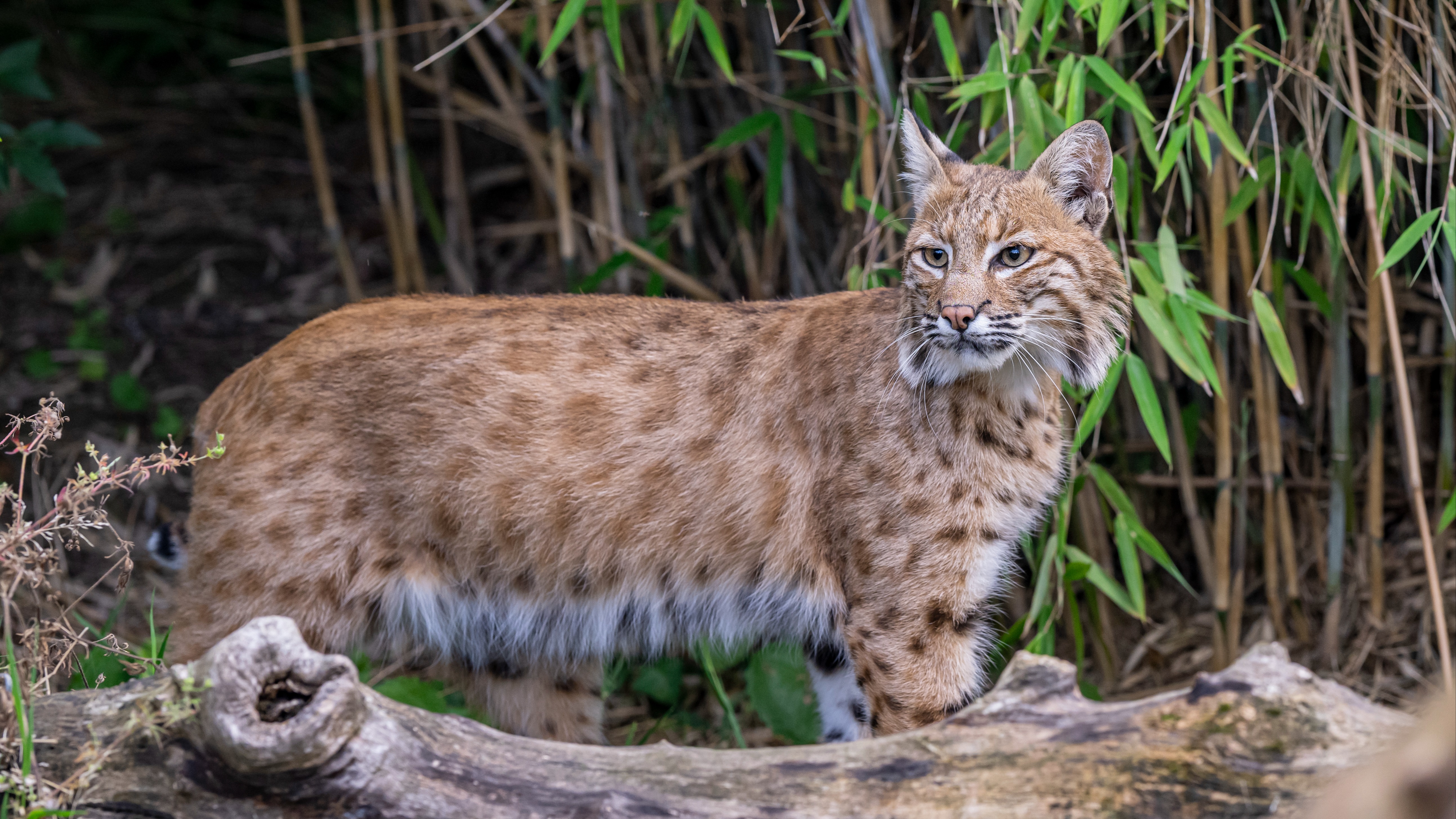 Last of rare cats rescued from shut down sanctuary permanently rehomed ...