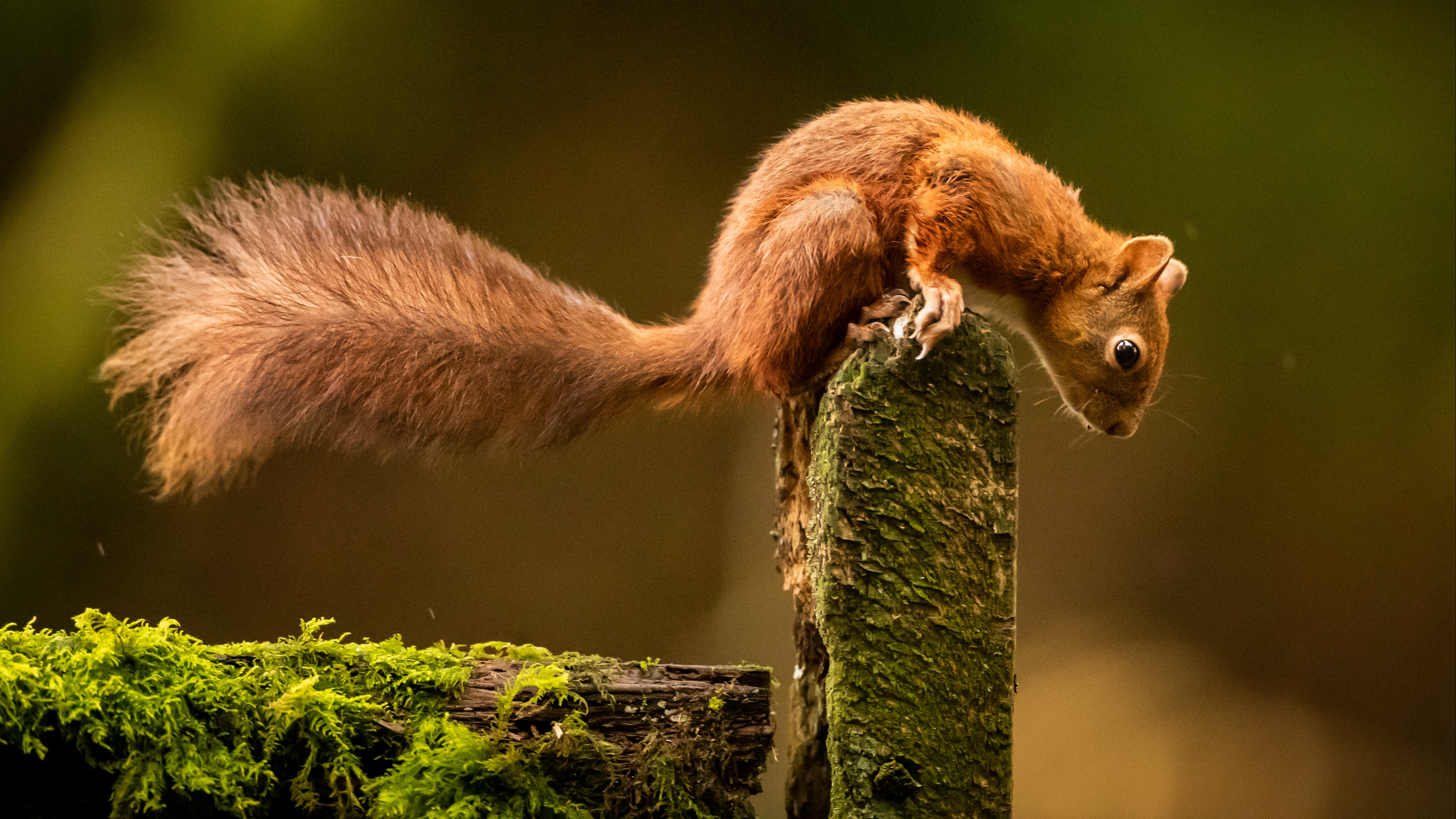 Quarter of Britain’s native mammals at risk of extinction, assessment ...