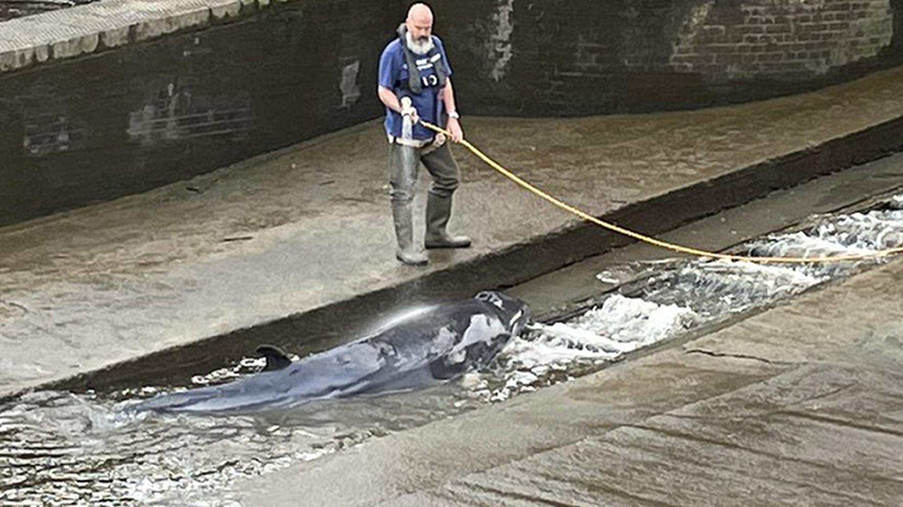 Rescuers free whale stuck in lock along River Thames | ITV News