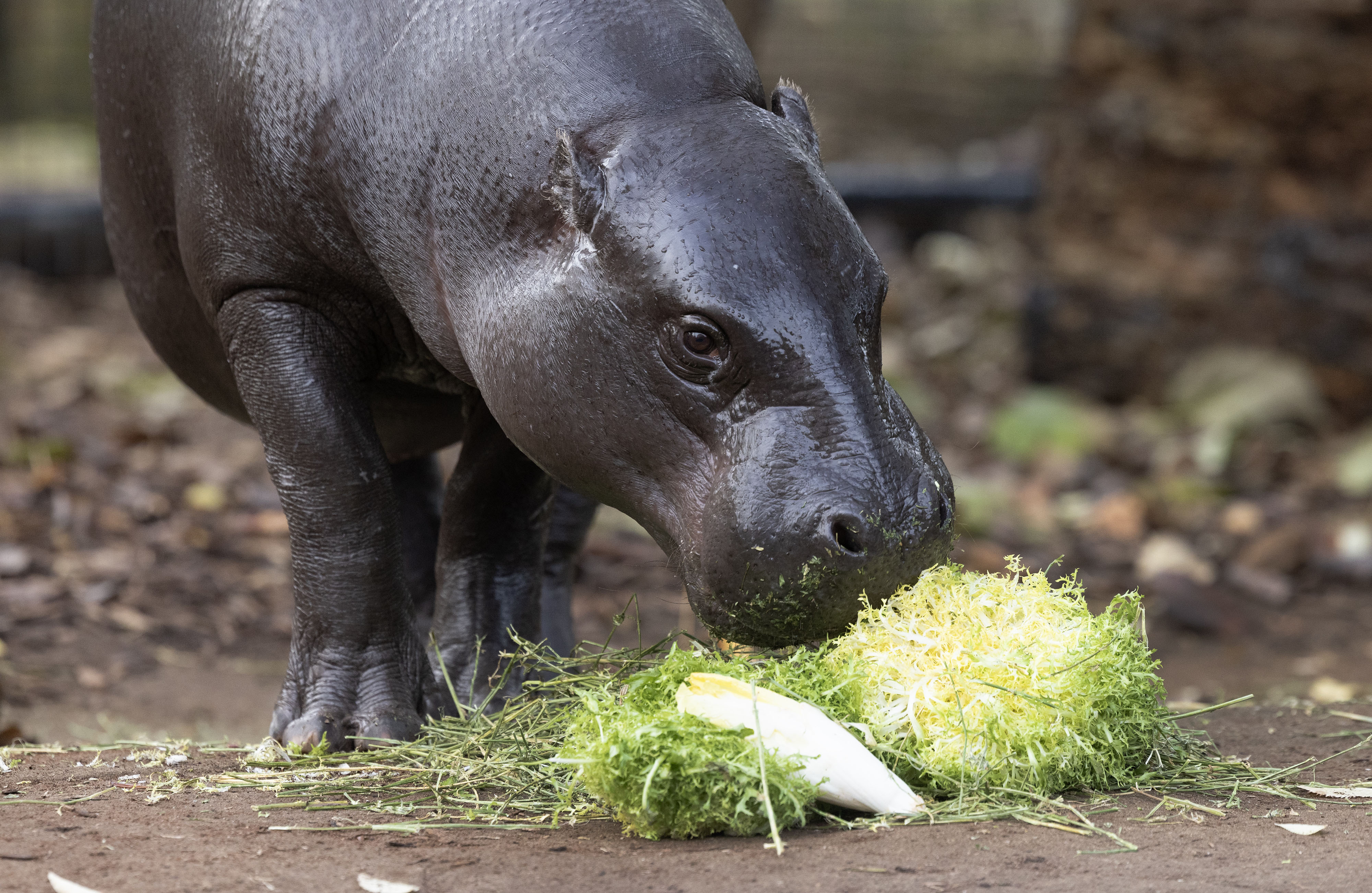 Gorillas and a pygmy hippo enjoy fruit and veg to mark London market ...