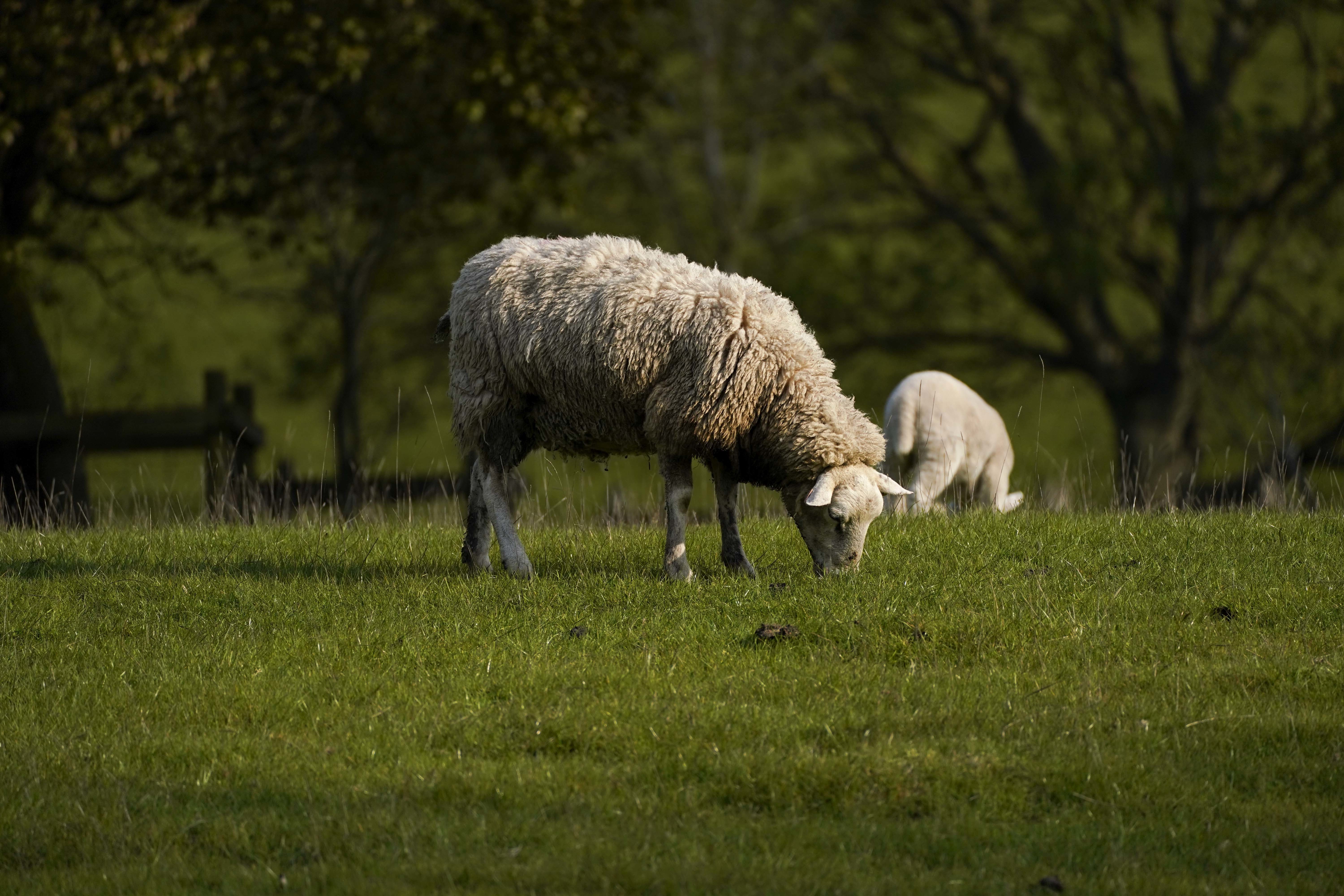 Almost 30 sheep killed in one of 'worst' livestock attacks seen by Kent ...