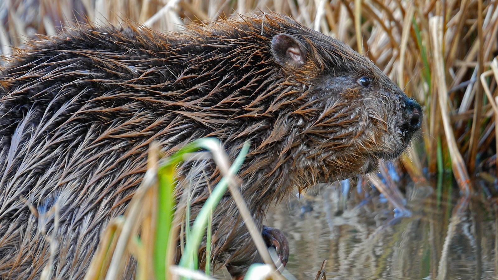 Signs of beavers living by Dorset river confirmed by wildlife trust ...