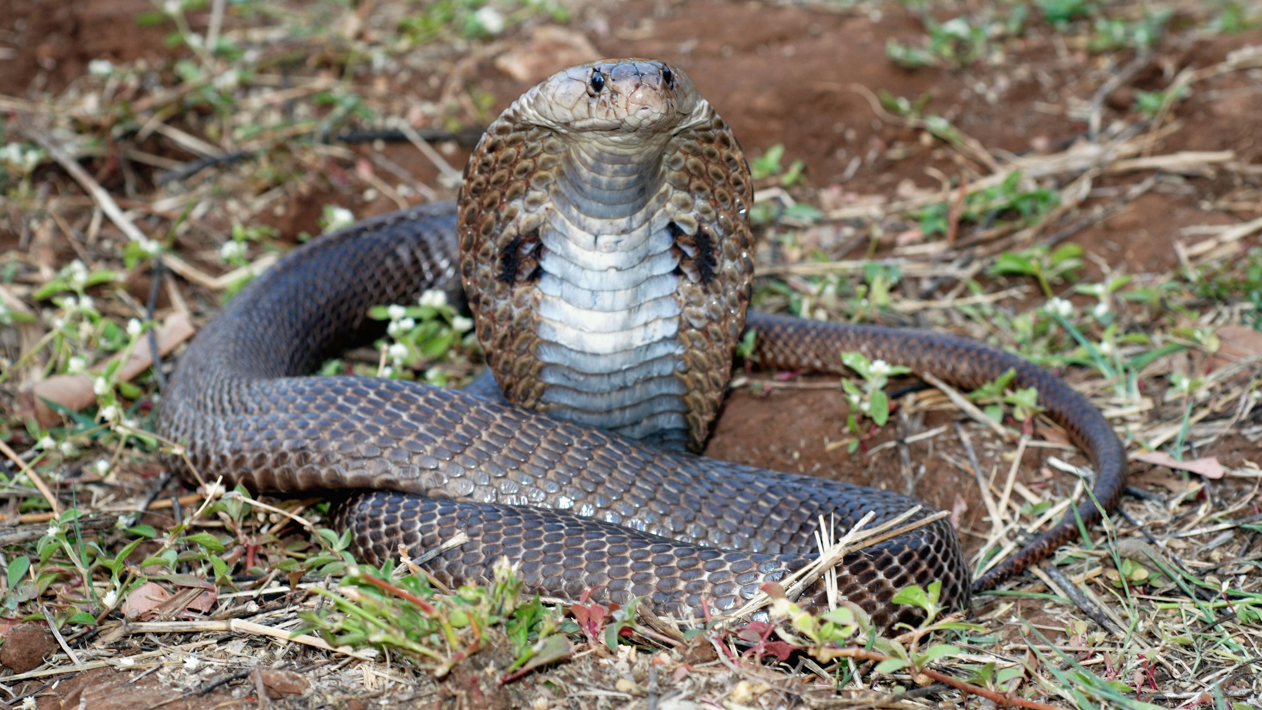 UK researchers help discover blood-thinning drug neutralises cobra ...
