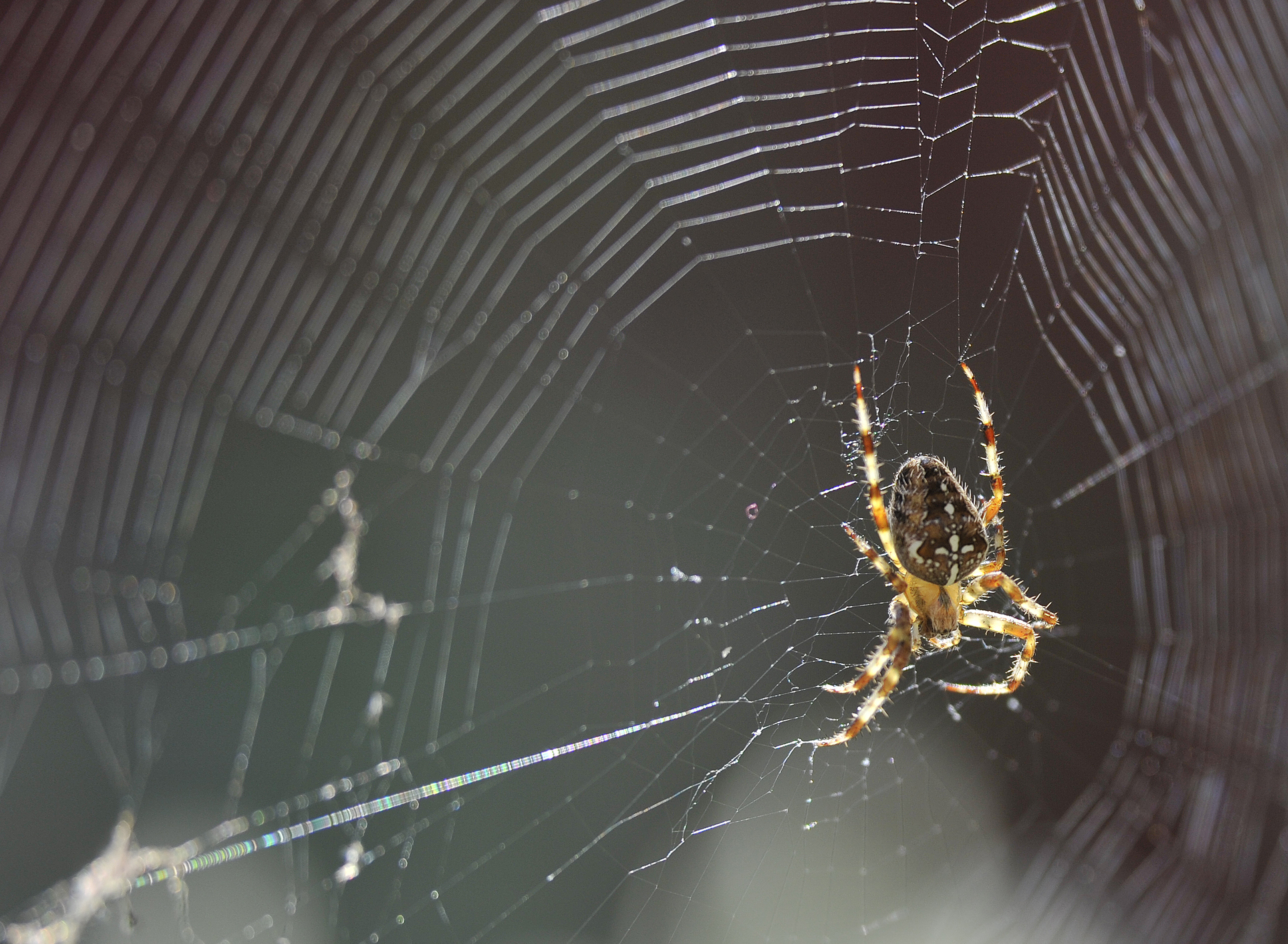 Why are there more spiders in your home at the moment? | ITV News West ...