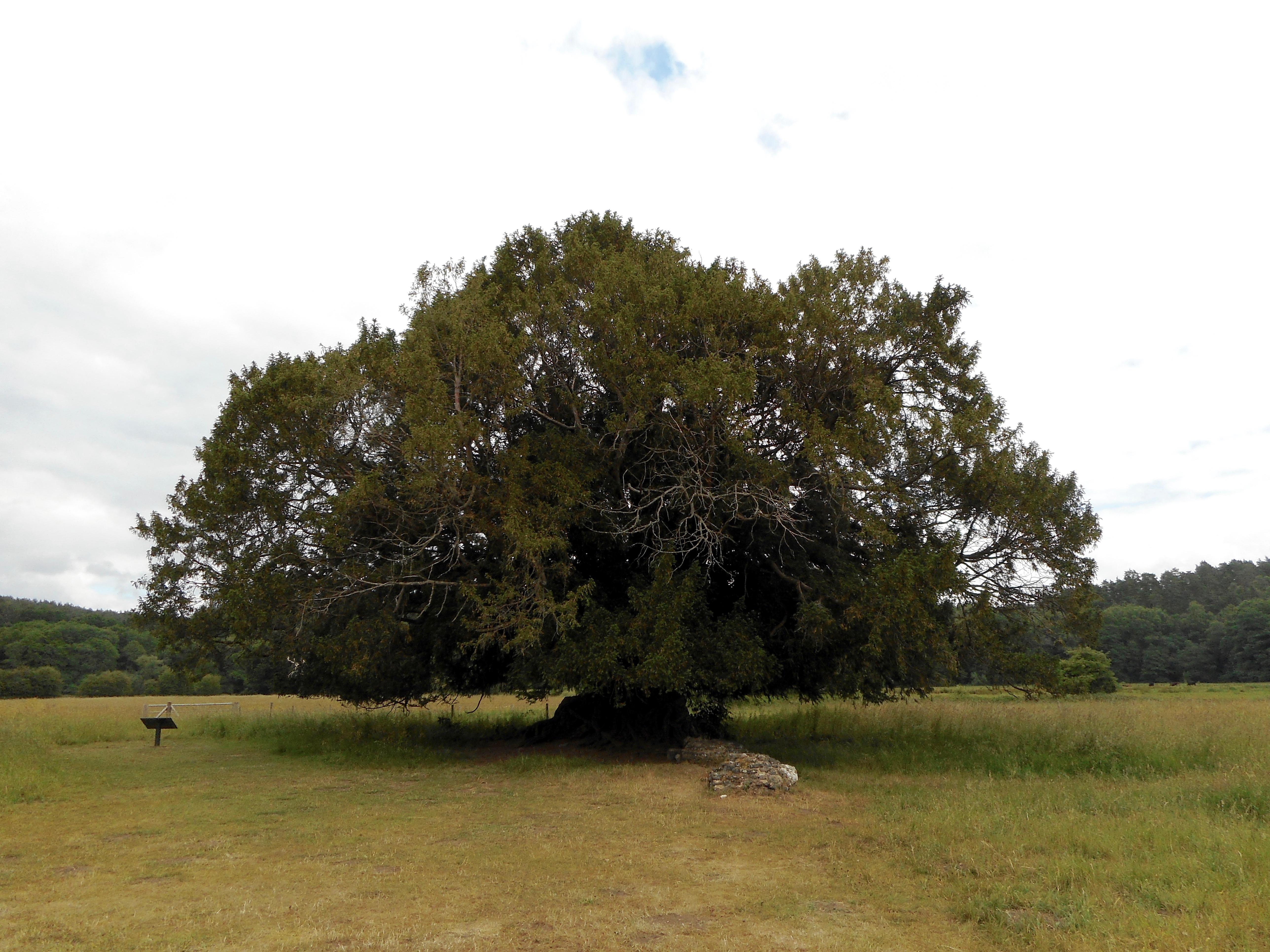 ‘Magnificent’ yew near Farnham crowned Woodland Trust Tree of the Year ...
