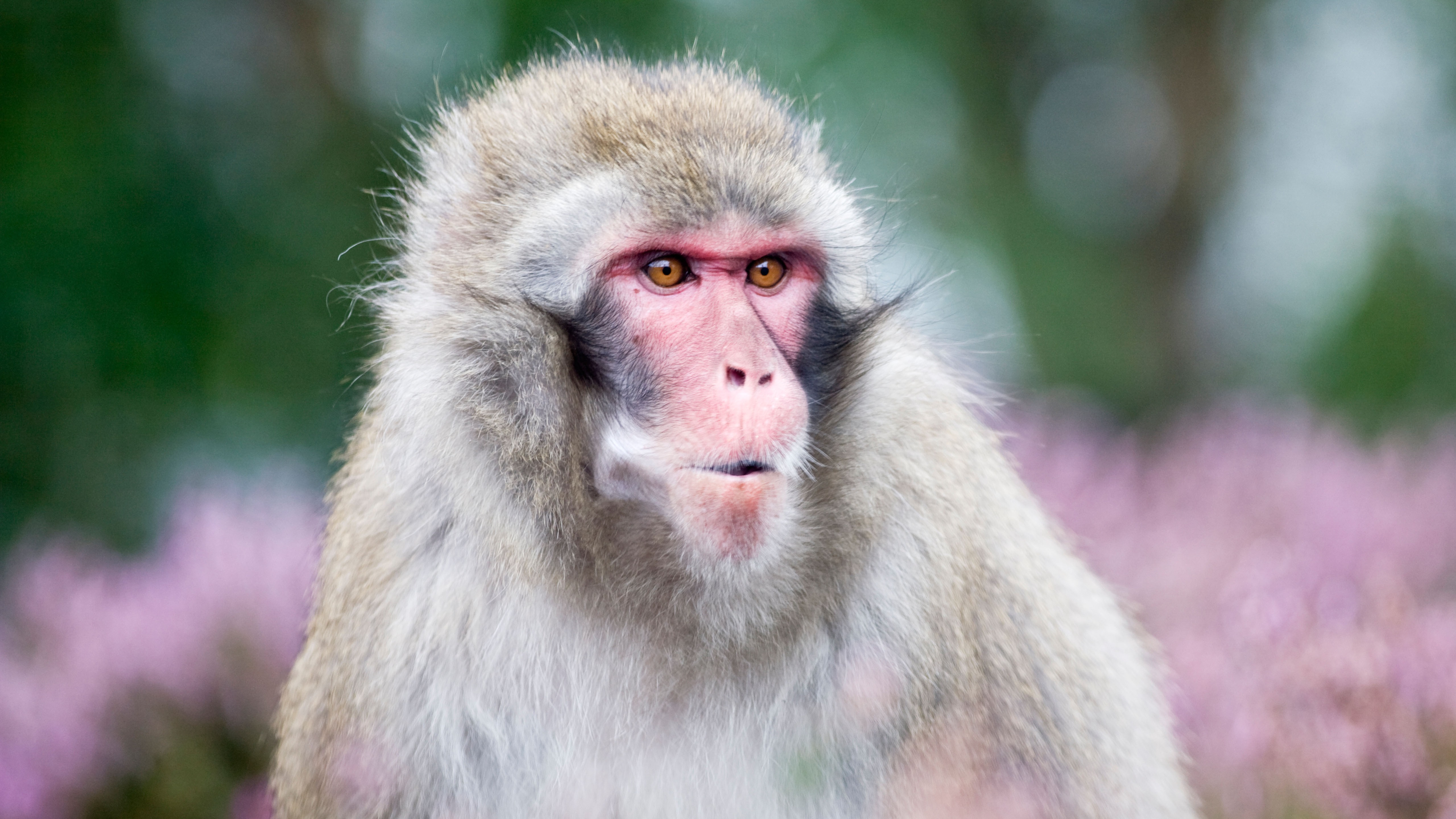 Drone hunt for monkey missing in Scottish Highlands threatened by 85mph ...