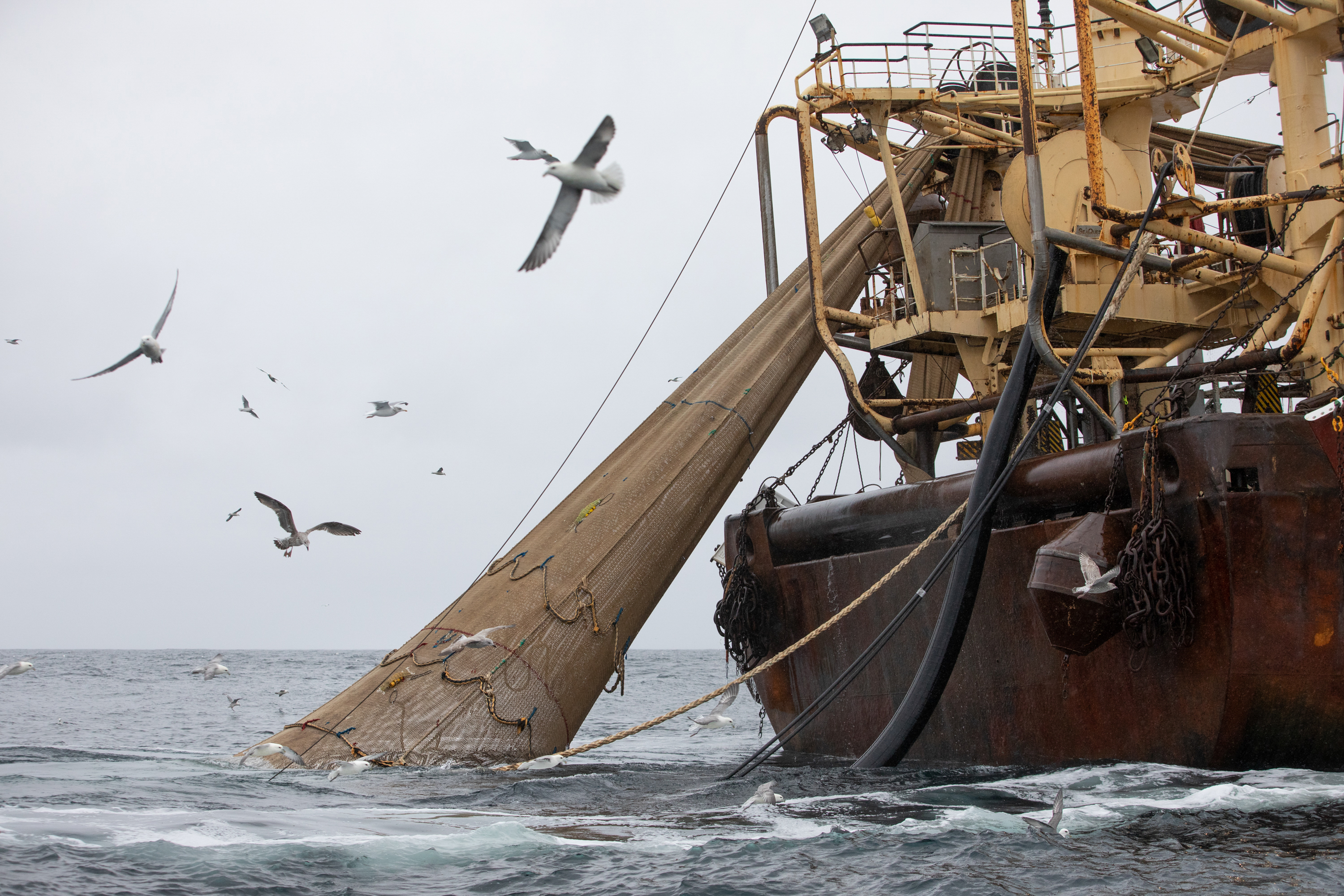 Government allowing overfishing by ignoring scientific advice, report ...