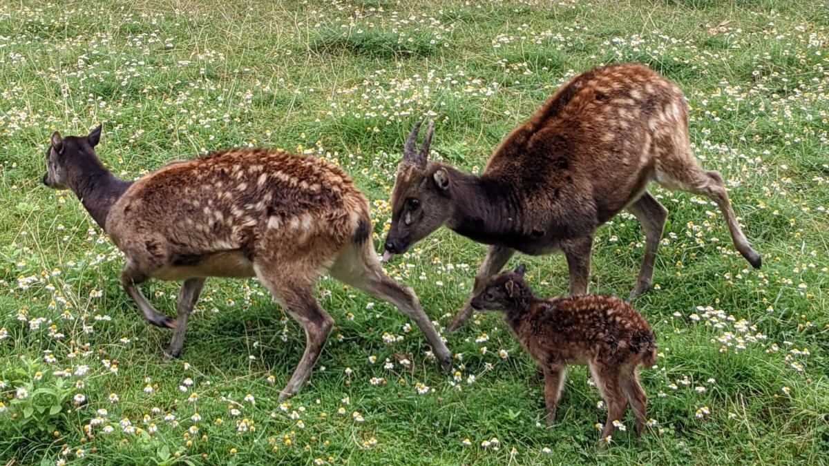 The endangered Philippine deer that's just been born at Newquay Zoo ...