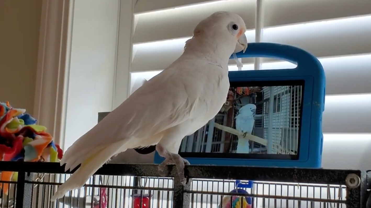 Parrots taught to video call prefer to chat to their friends rather ...