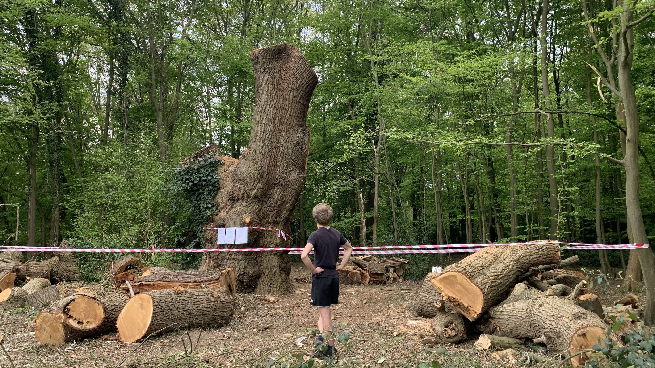 Council leader ‘outraged’ by Toby Carvery chopping down ancient oak ...