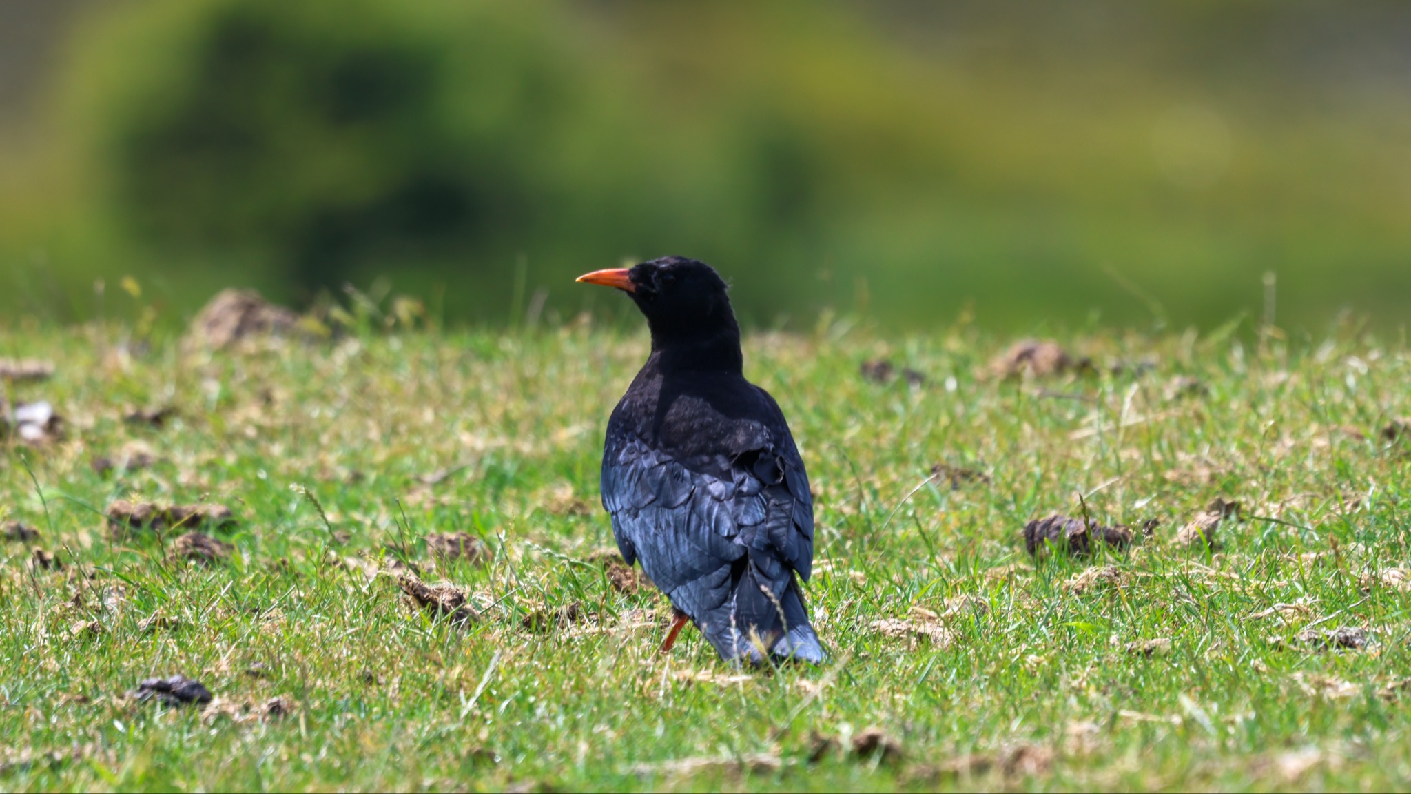 Wild-born chough fledges and thrives in Kent for first time in 200 ...