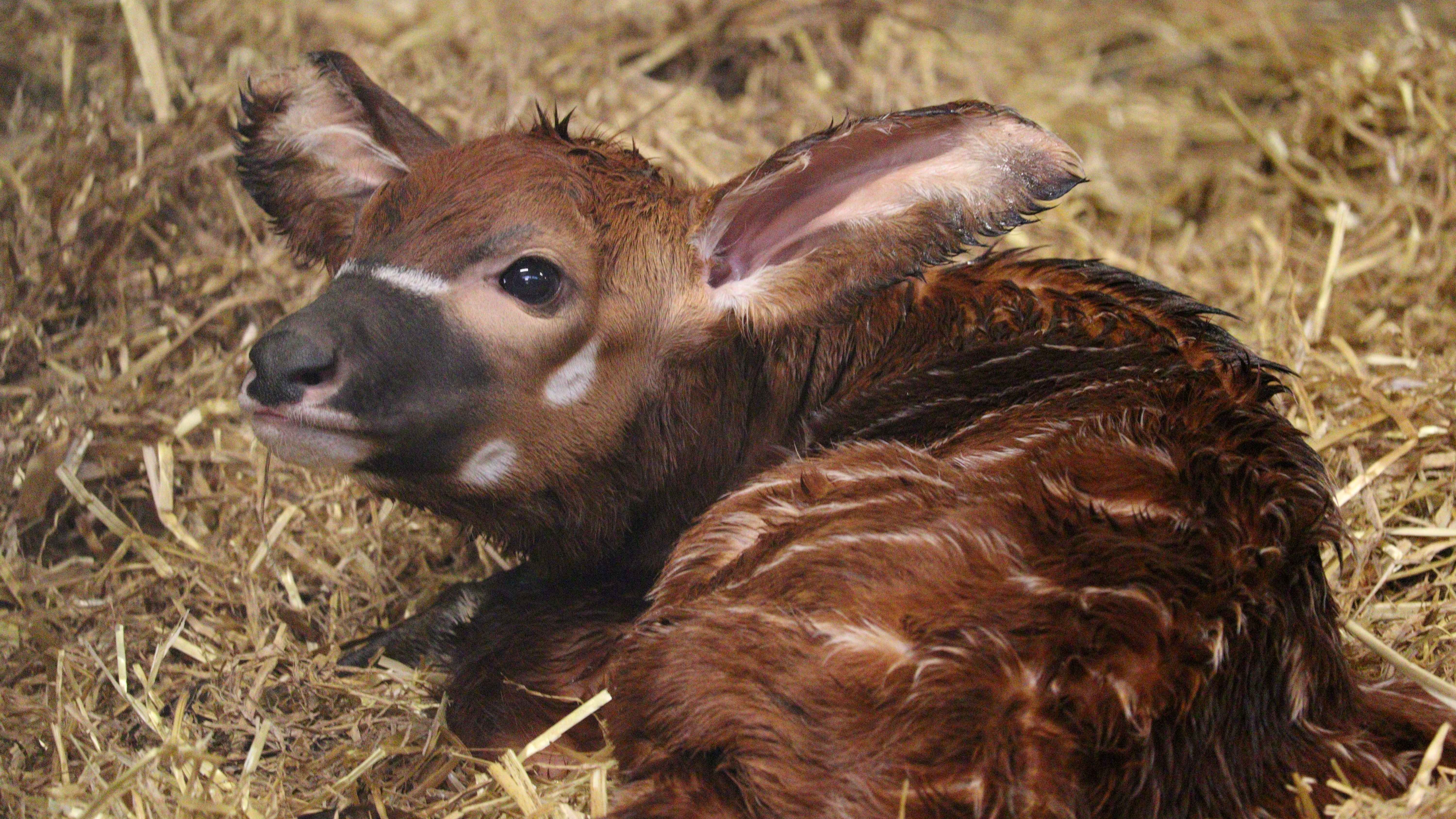 Endangered eastern mountain bongo antelope born at Woburn Safari Park ...