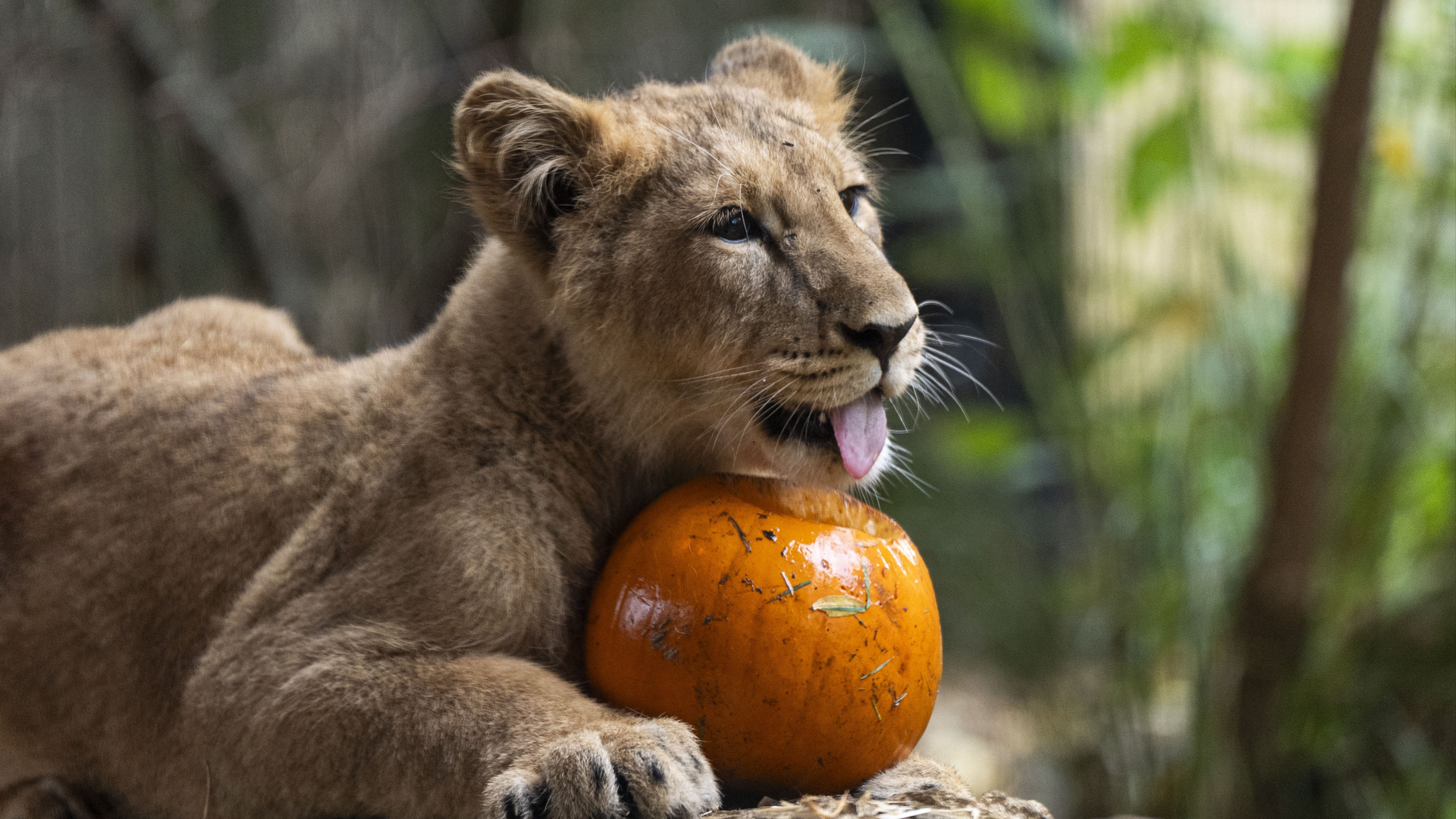 London Zoo animals get into the Halloween spirit playing with carved ...